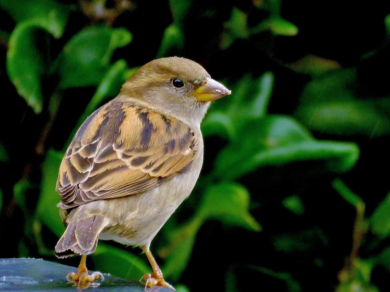 Female House sparrow. | Scrolller
