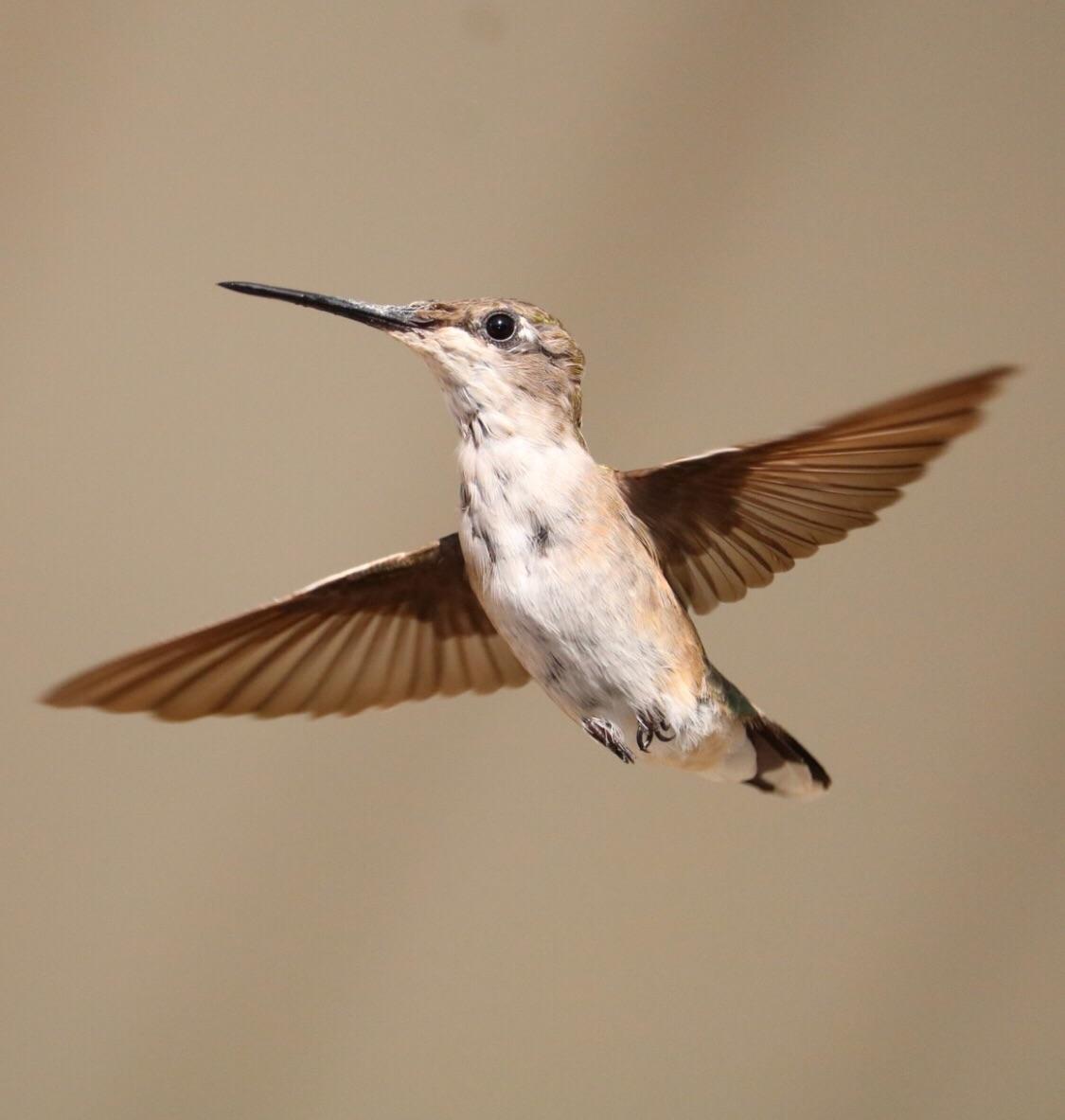 Female ruby-throated | Scrolller