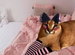 Femboy Floppa | Scrolller