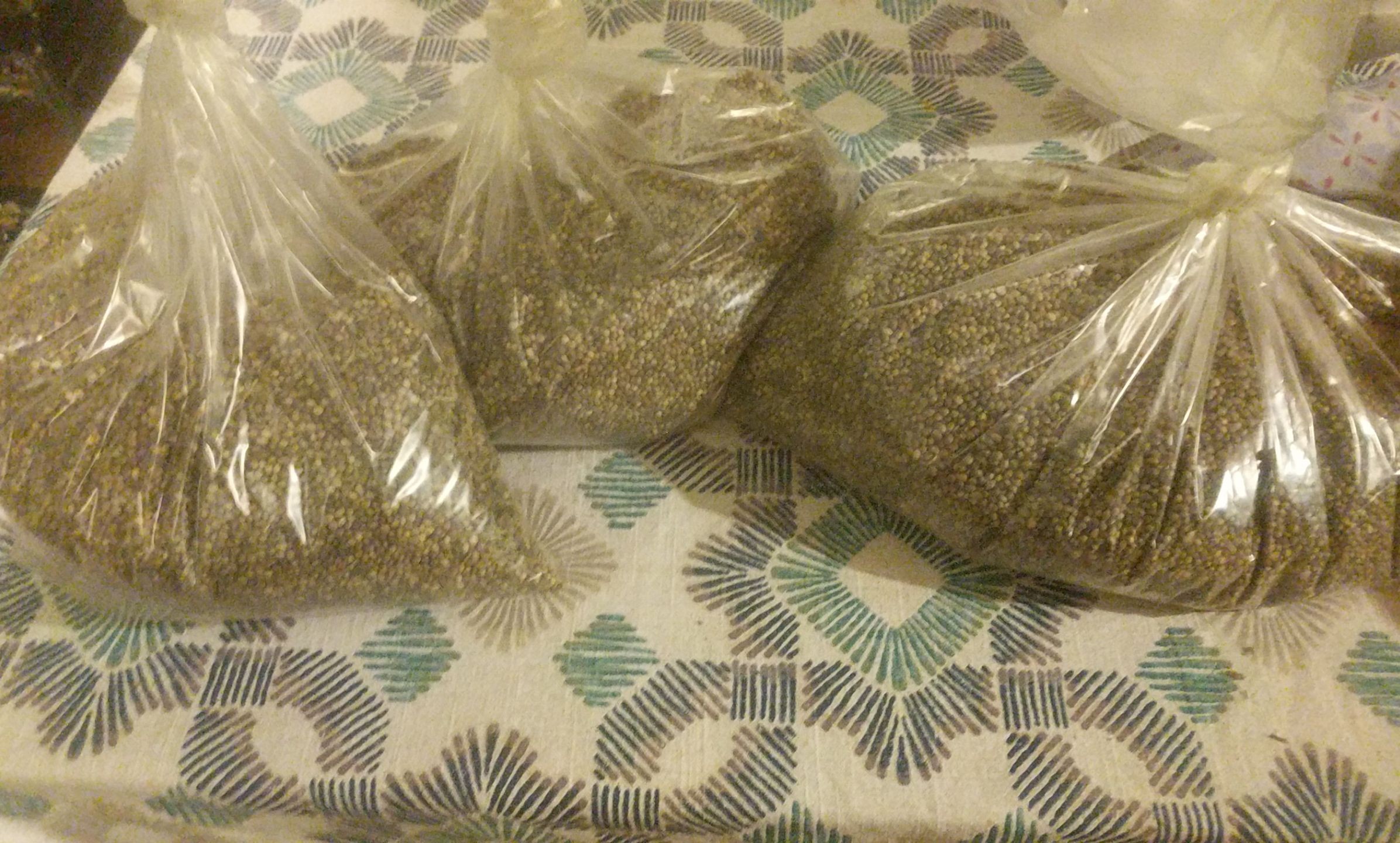 Feminized hemp seed | Scrolller