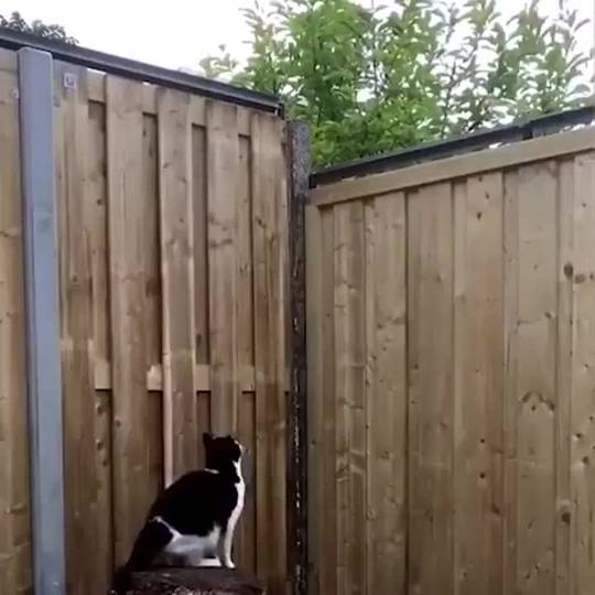 Keeping your cat from escaping the yard | Scrolller