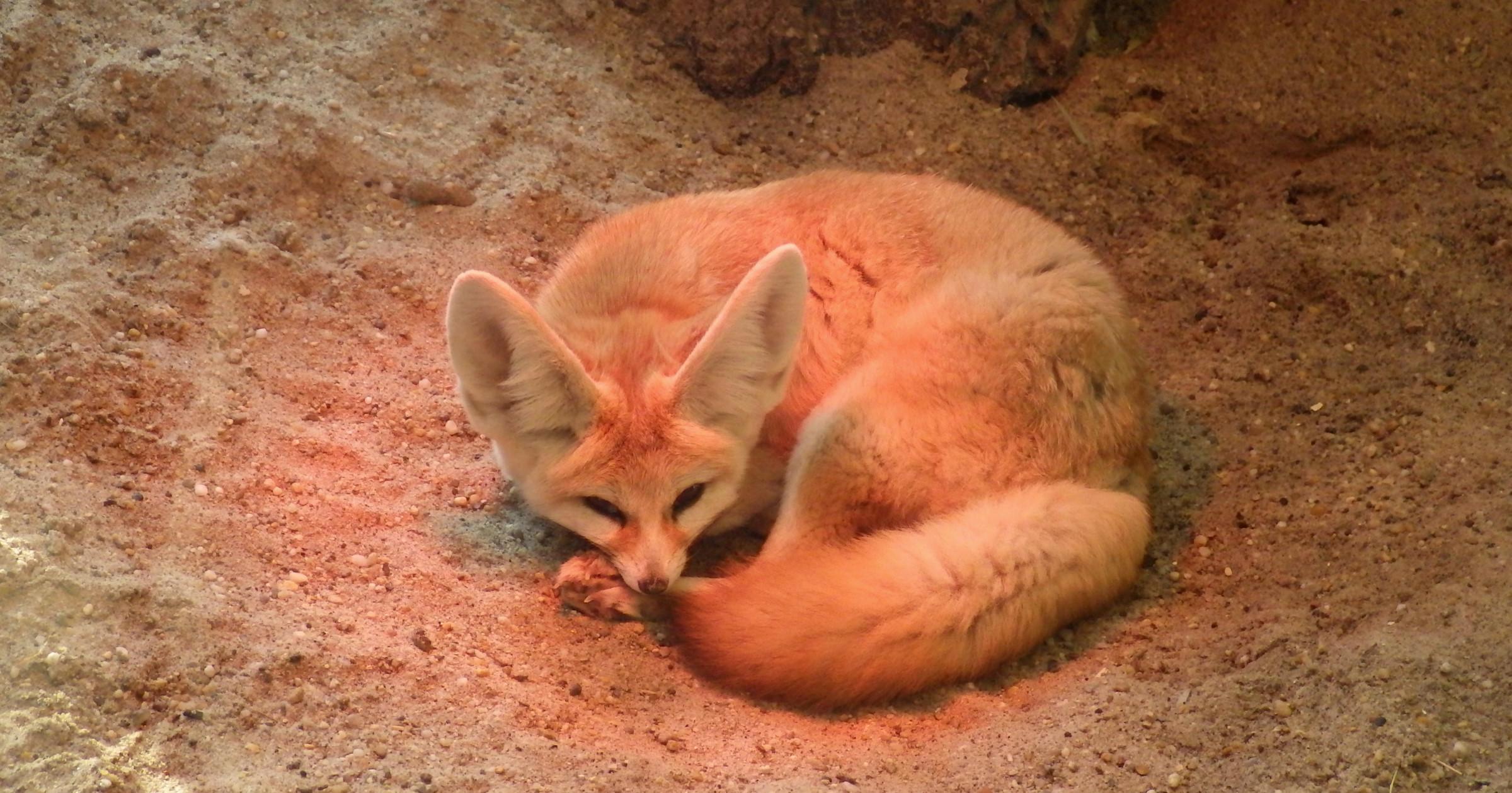 Fennec fox | Scrolller