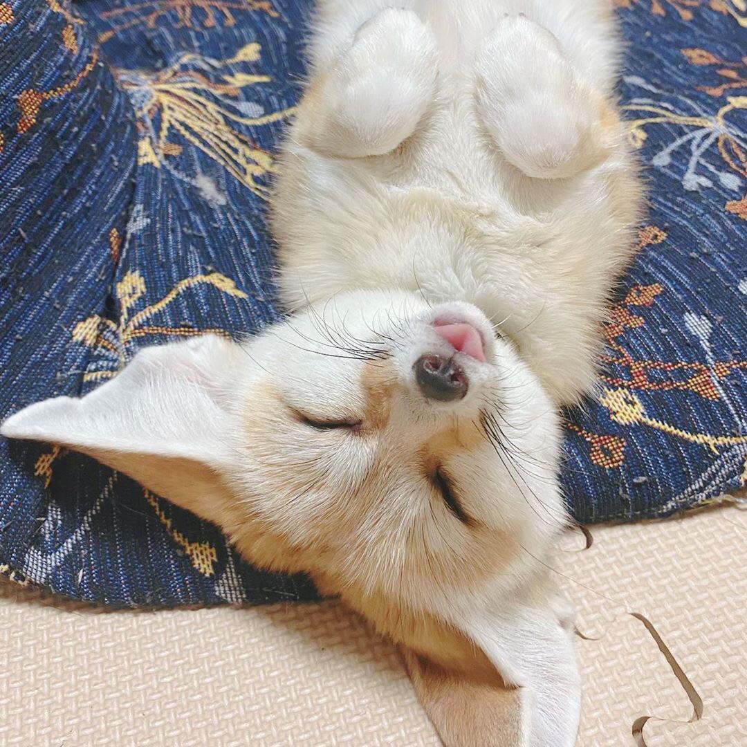 Fennec mlem | Scrolller