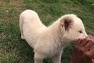 Ferocious white lion cub | Scrolller