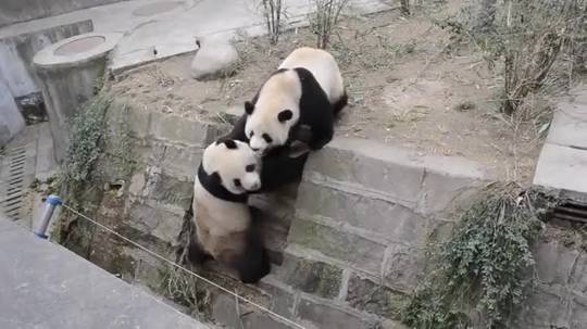 Fighting pandas are still cute pandas | Scrolller