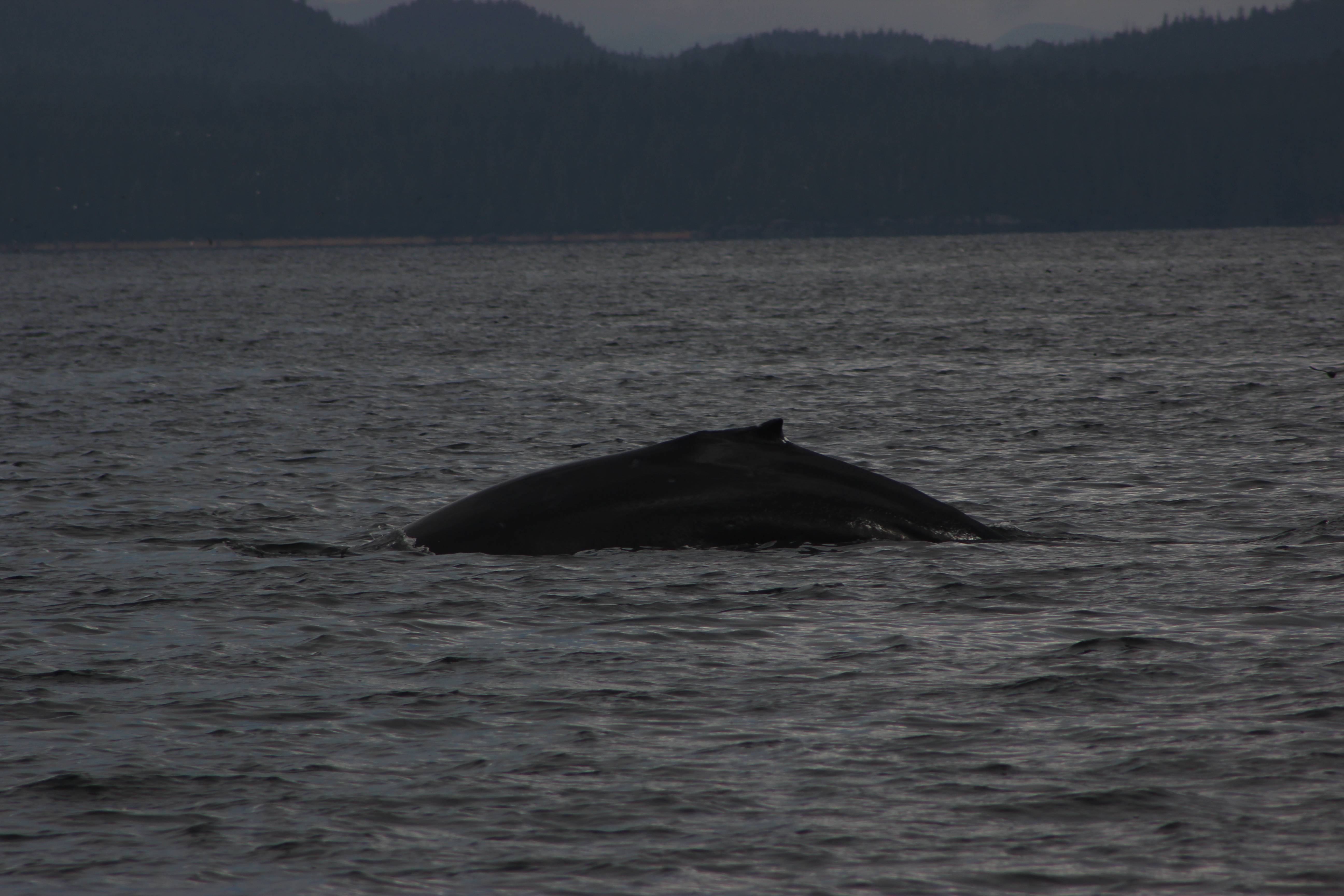 Fin Whale | Scrolller