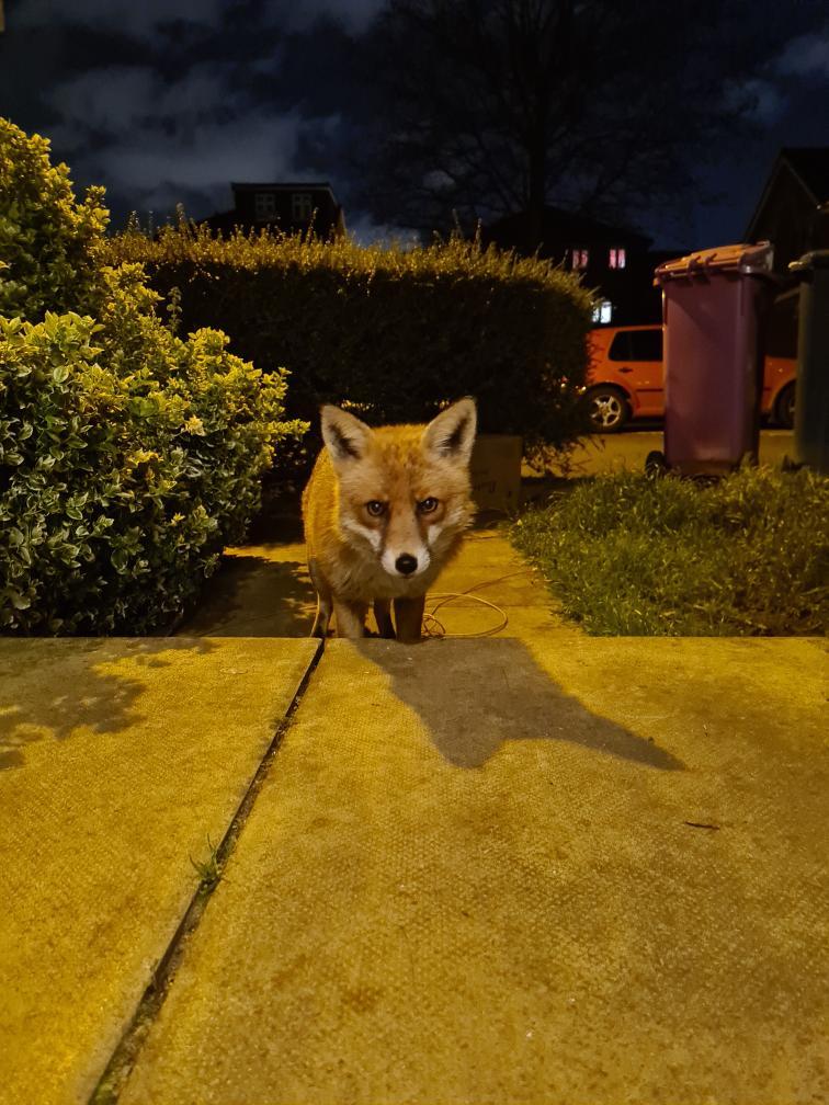 Foxes have reclaimed London these last few days | Scrolller