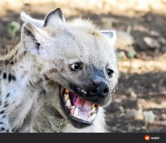 Find the second hyena | Scrolller