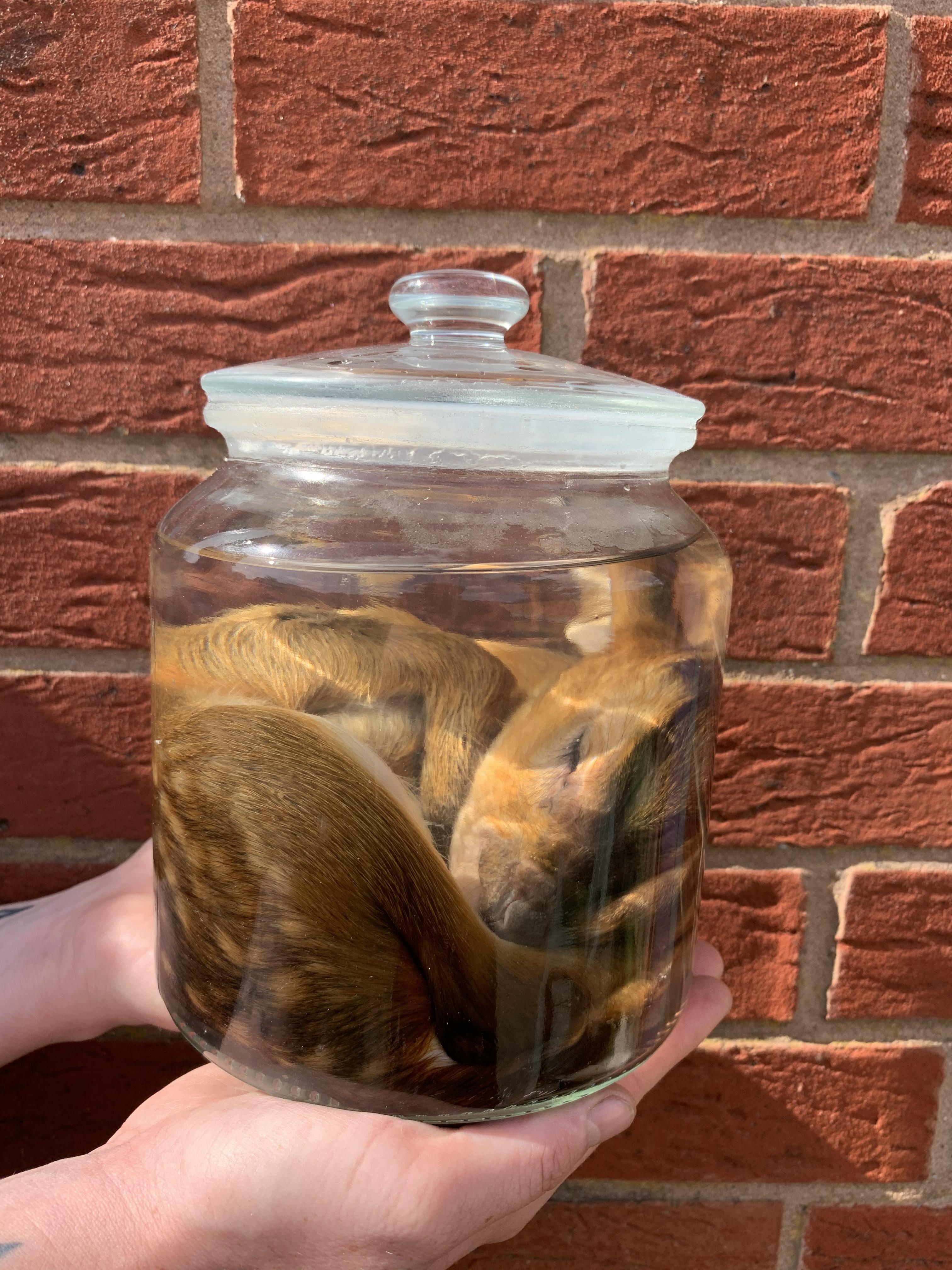 Finished up my first wet specimen today! Super pleased with it🖤 | Scrolller