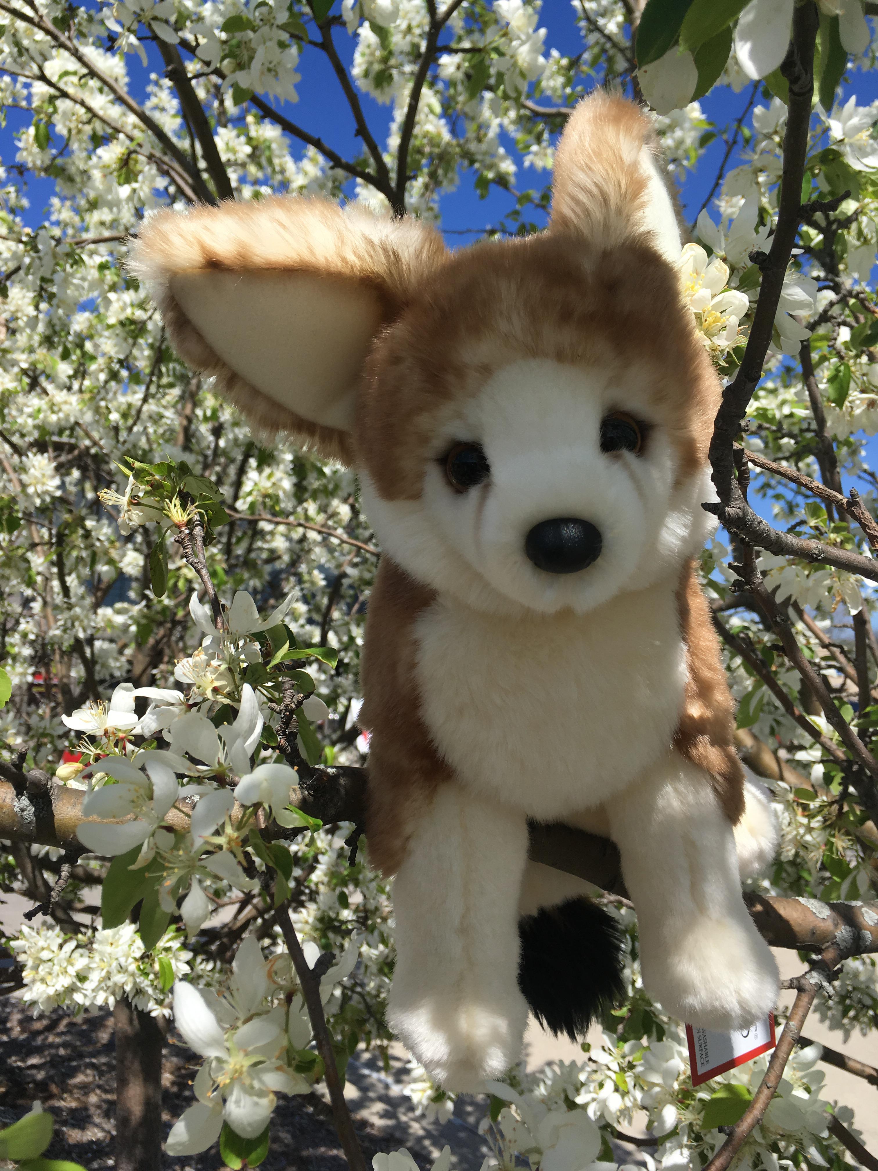finny my fennec fox | Scrolller