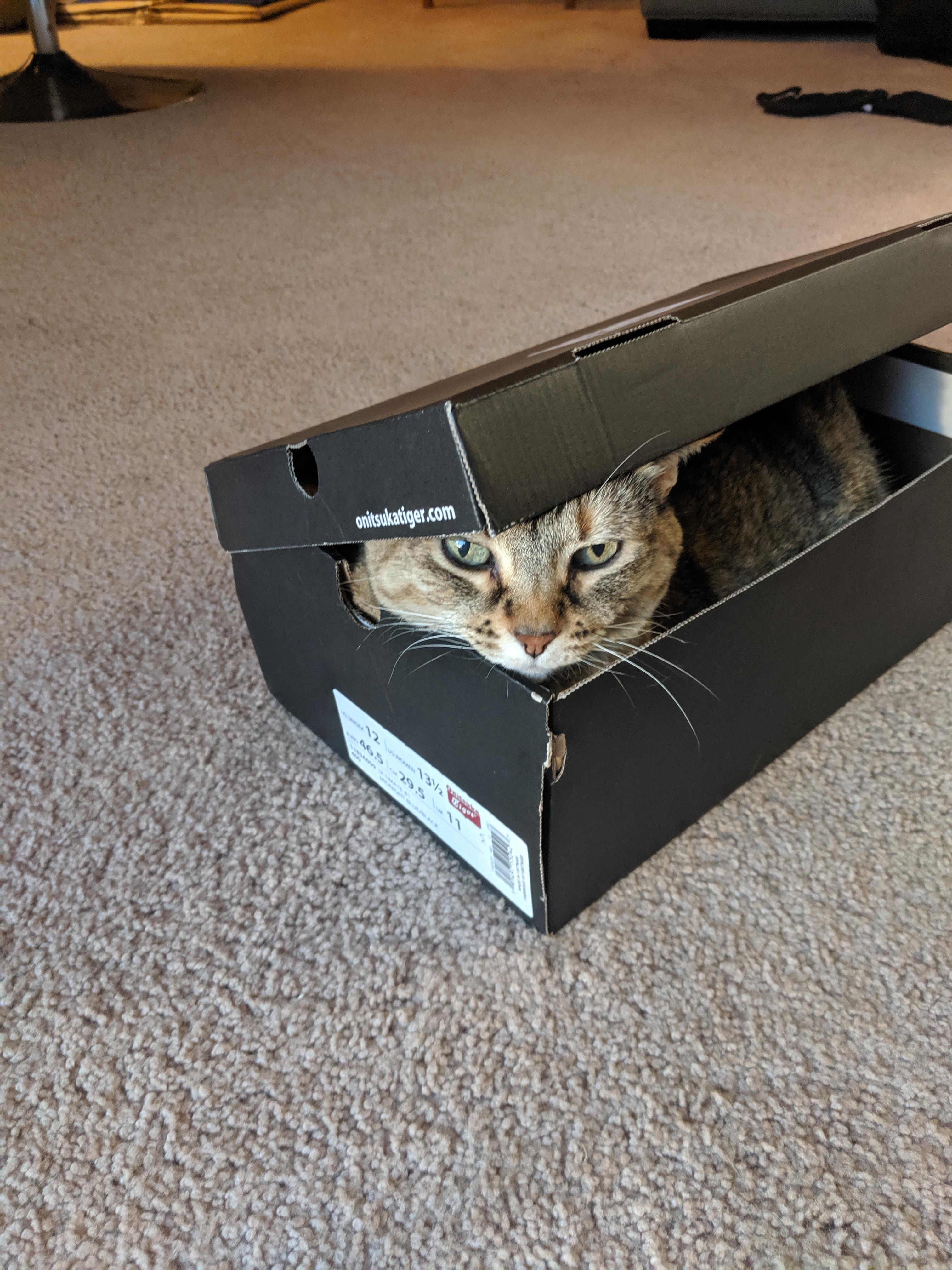 Fiona Makes My Sneaker Boxes Her Home | Scrolller