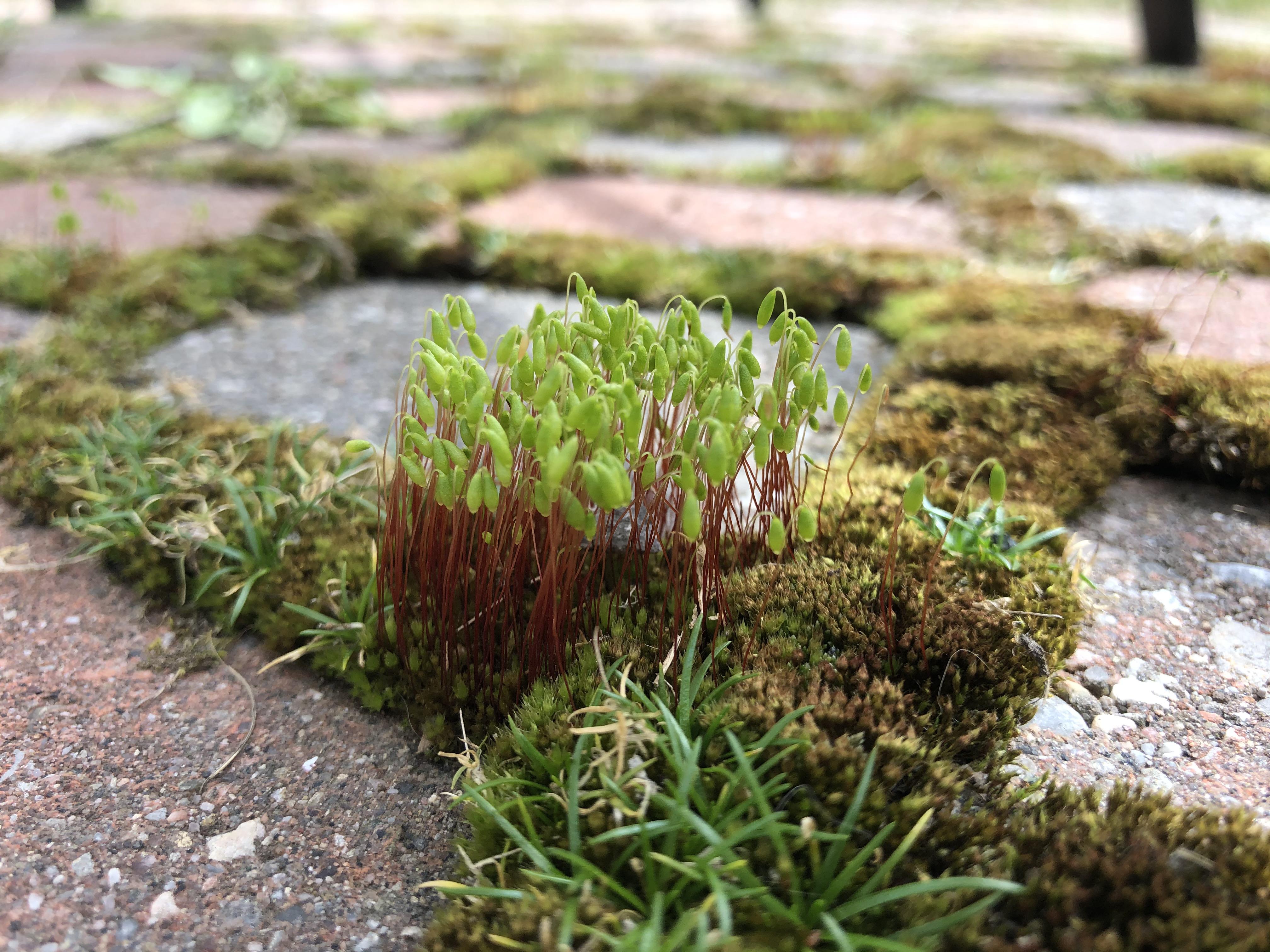 Fire moss in my backyard | Scrolller