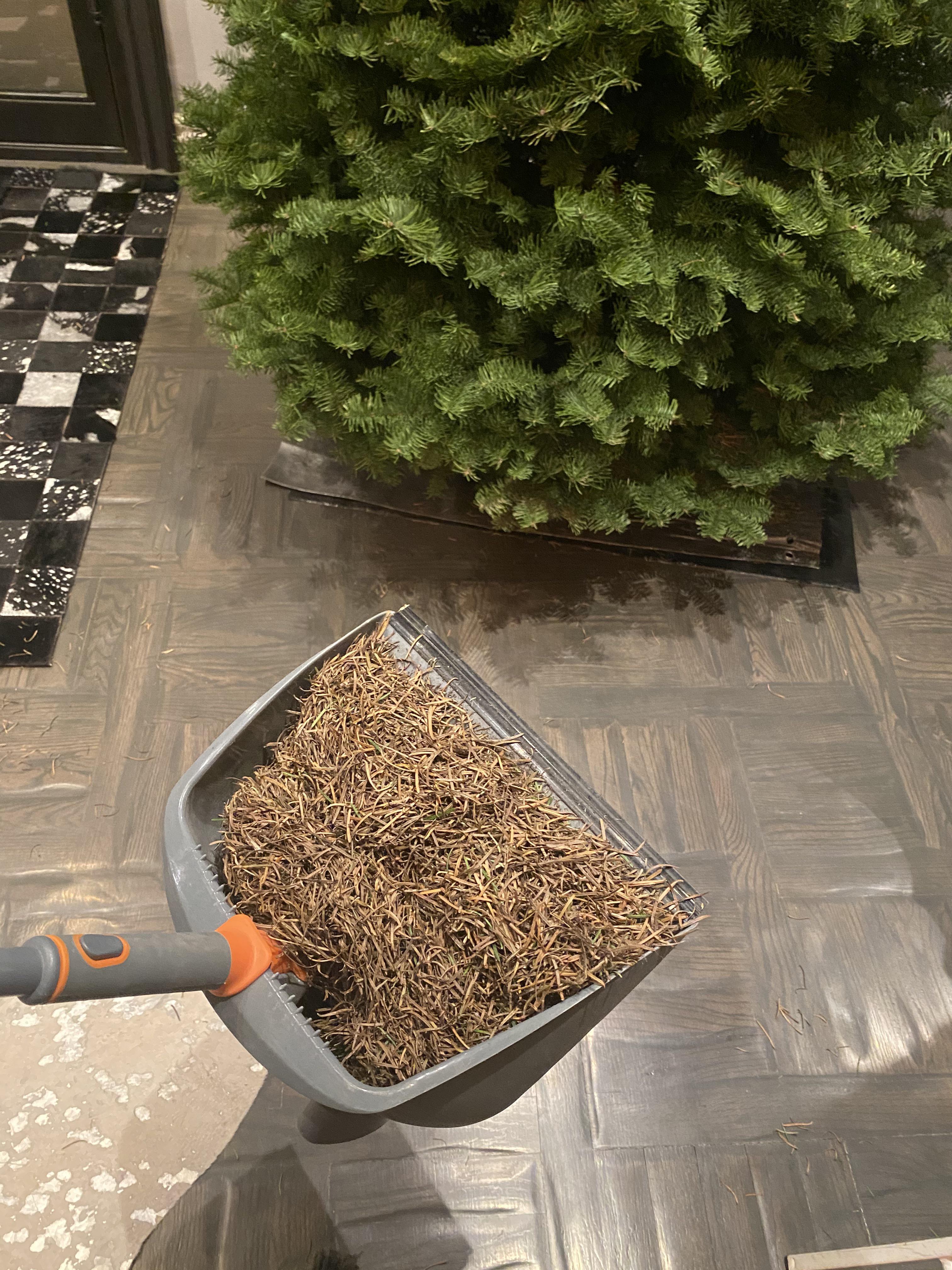 First 24hrs of having a tree in my house | Scrolller