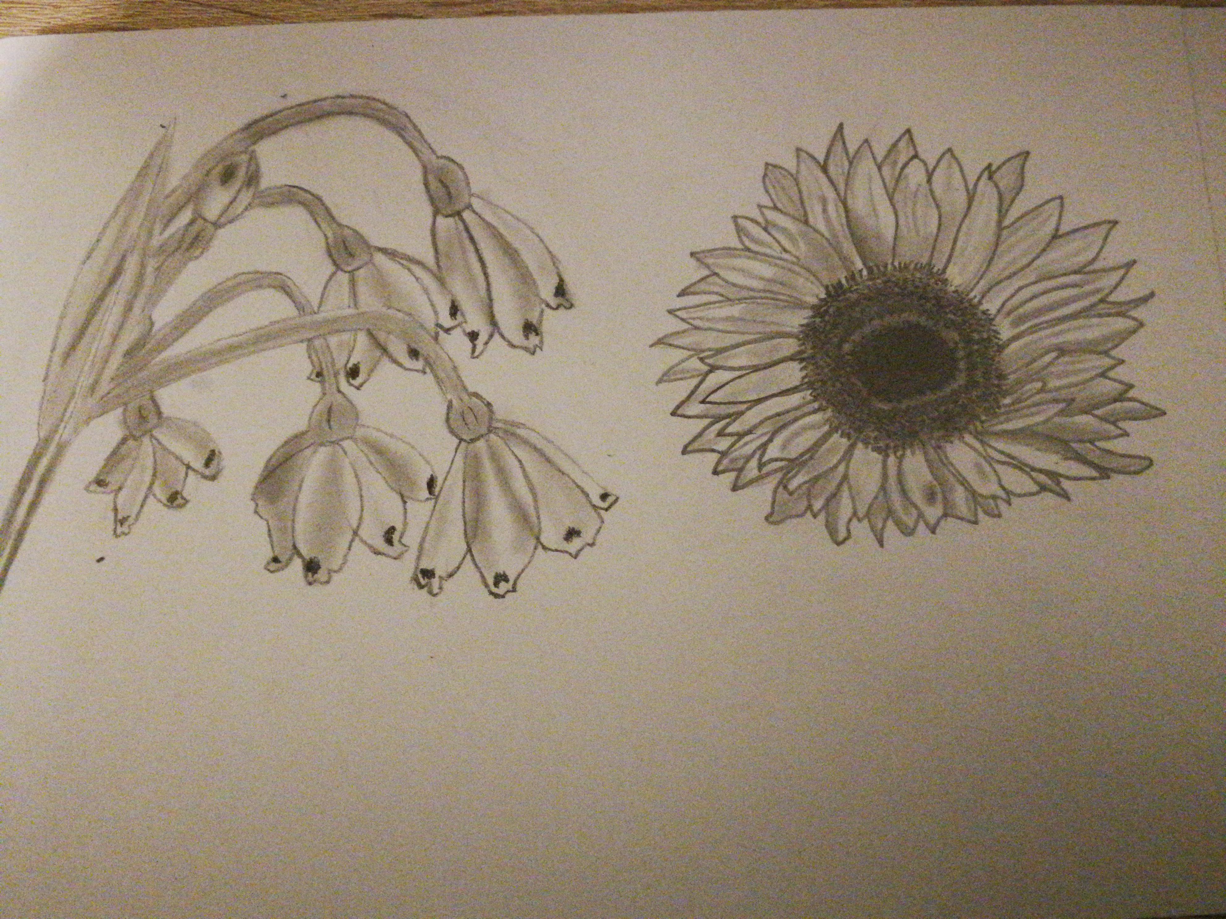 First attempt of drawing flowers | Scrolller