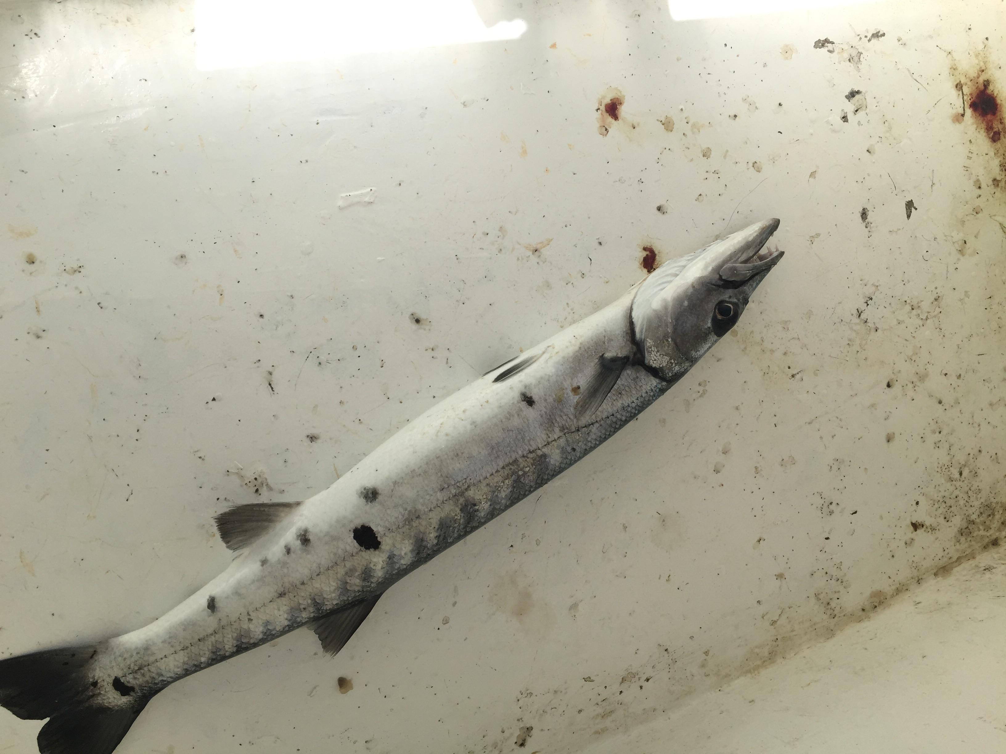 First barracuda I ever caught. | Scrolller