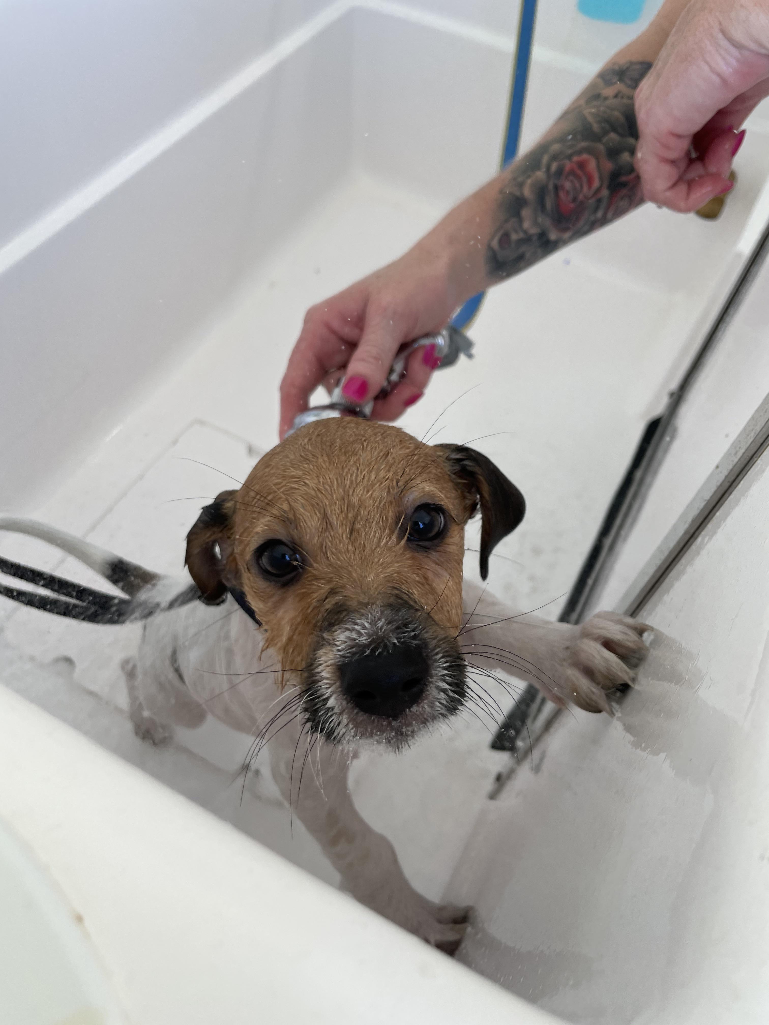 First bath | Scrolller