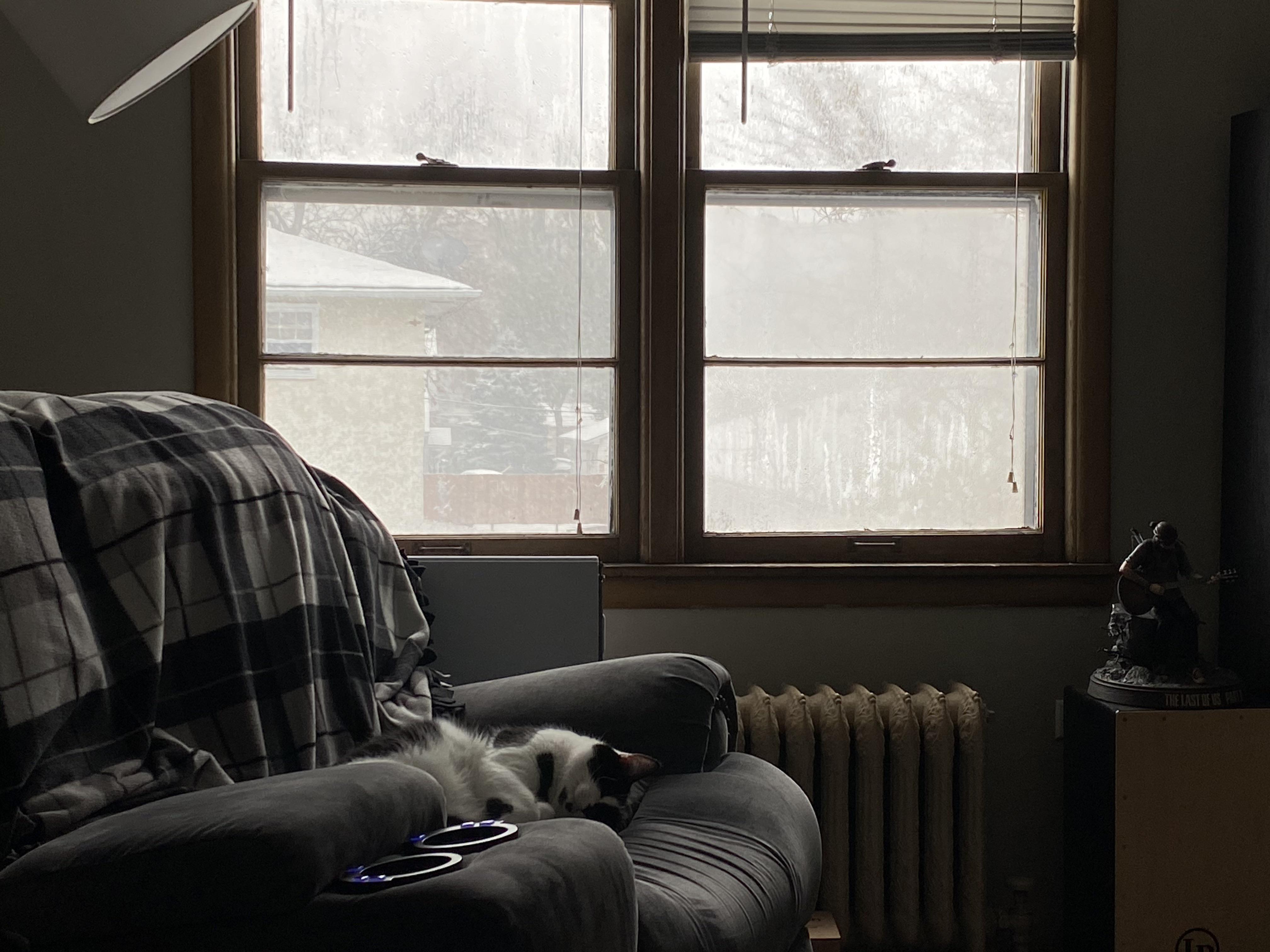 First big snowfall of the year! Featuring my kitty, Adidas! | Scrolller