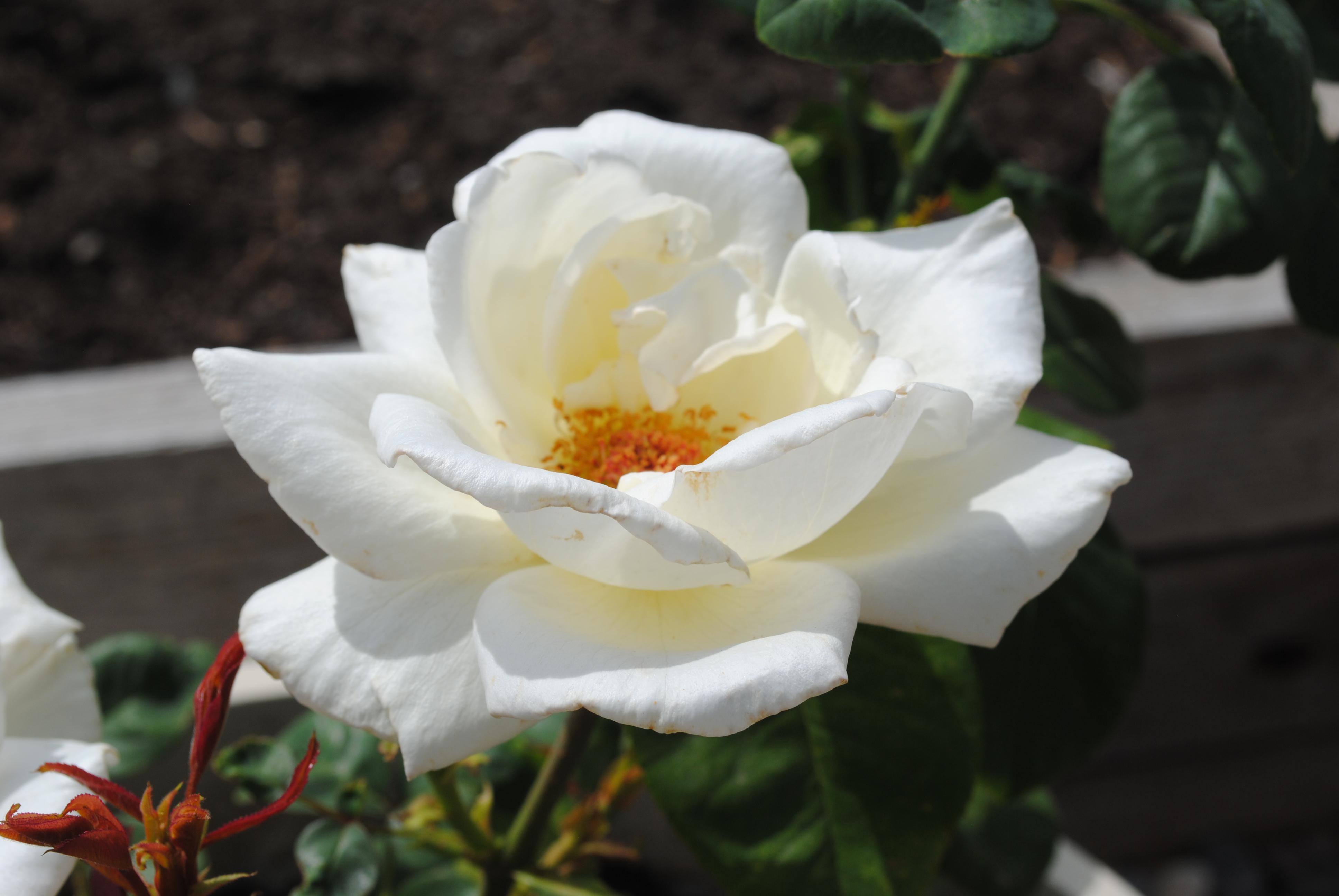 First bloom on "Honor". | Scrolller