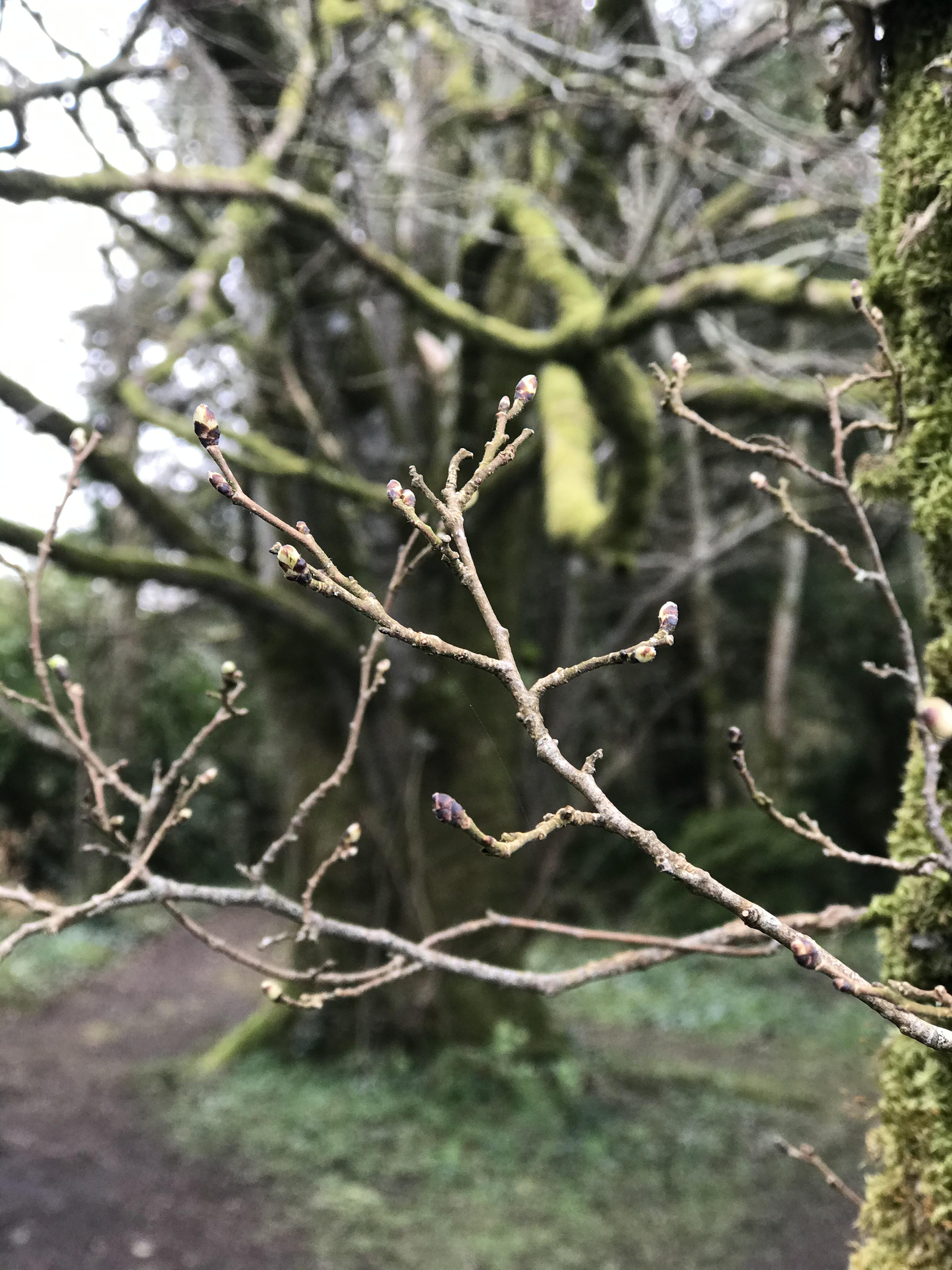 First buds | Scrolller