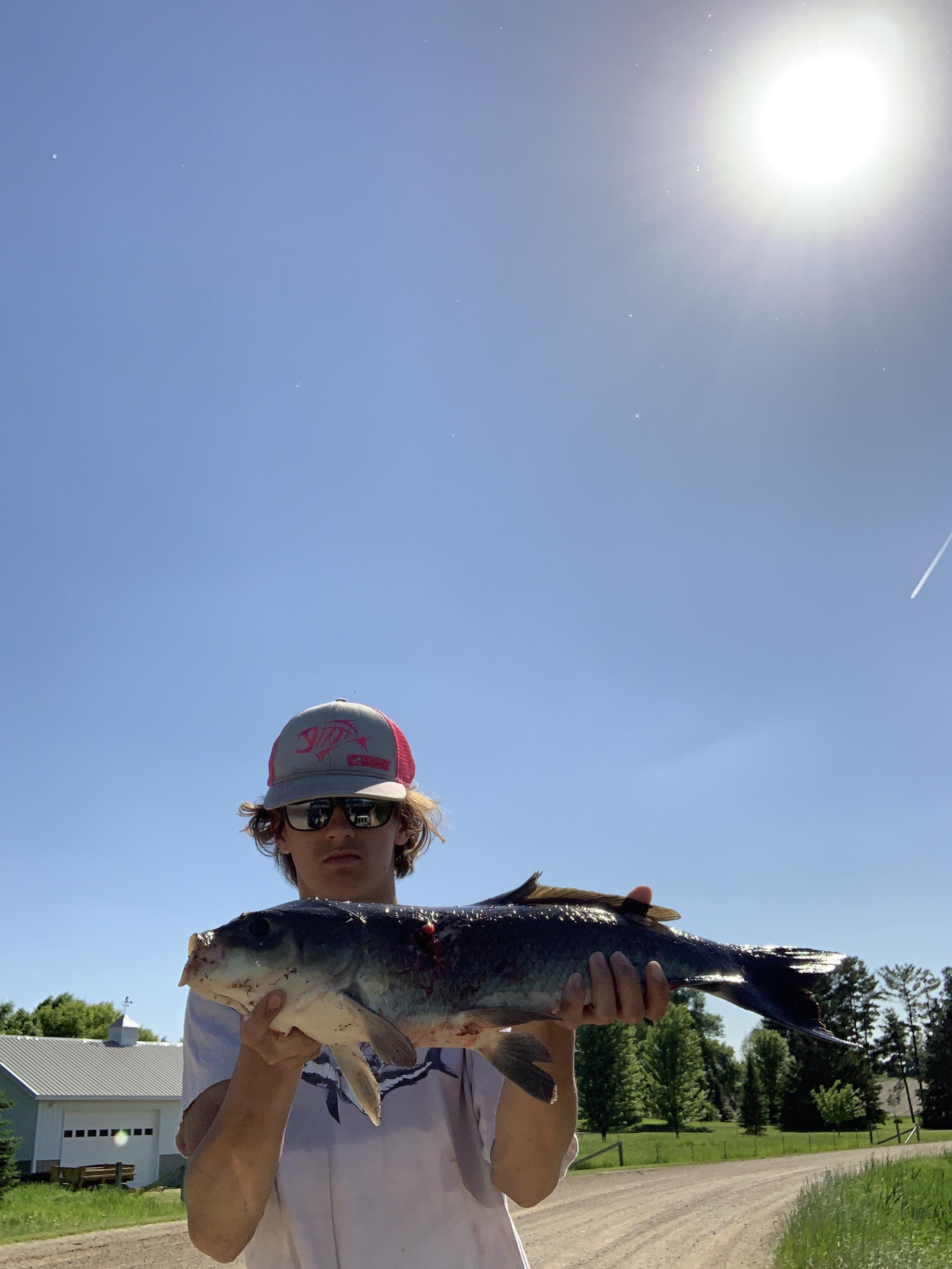 First buffalo | Scrolller