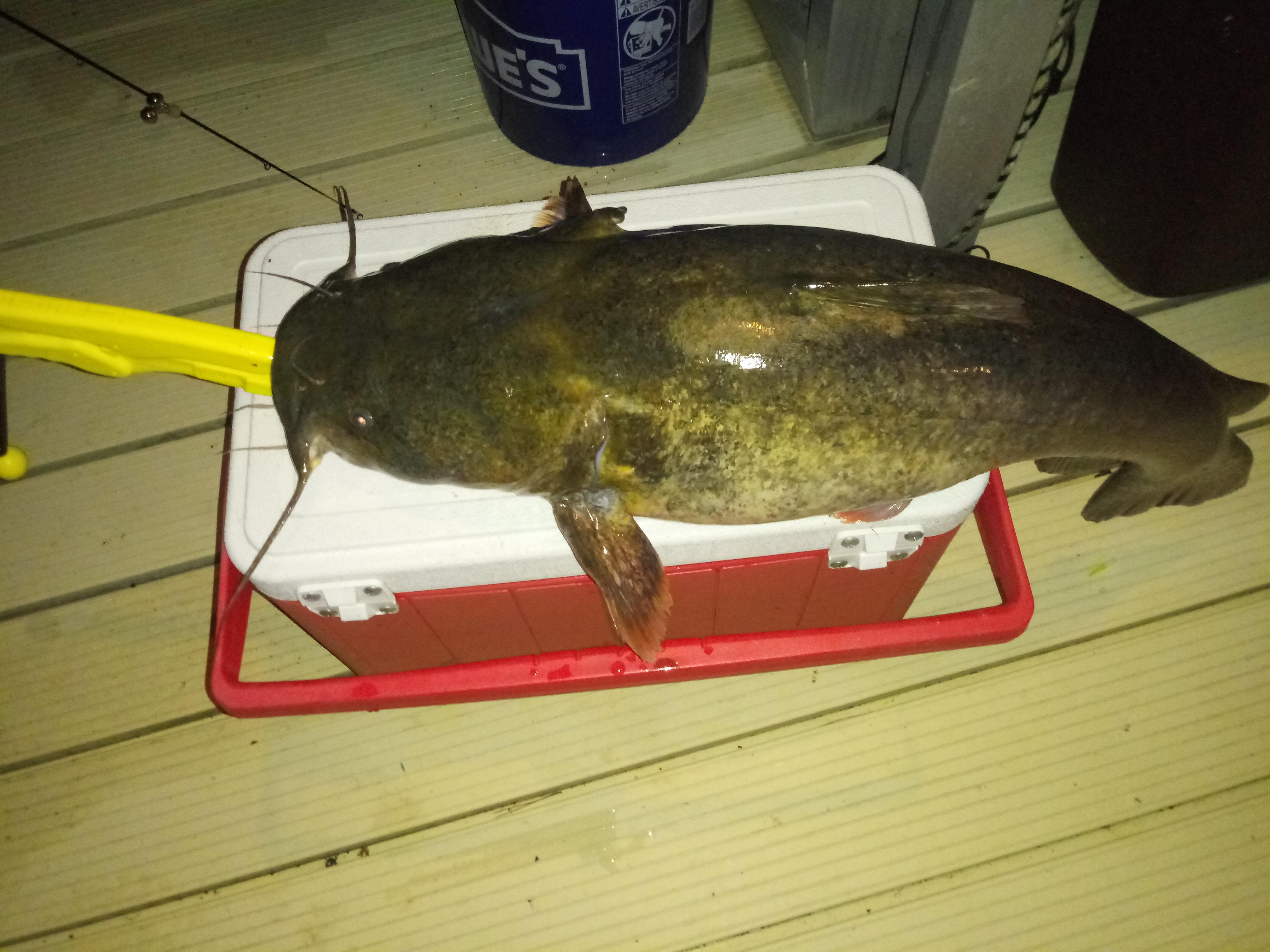 First ever flathead!! And my biggest, hardest fighting fish ever. | Scrolller