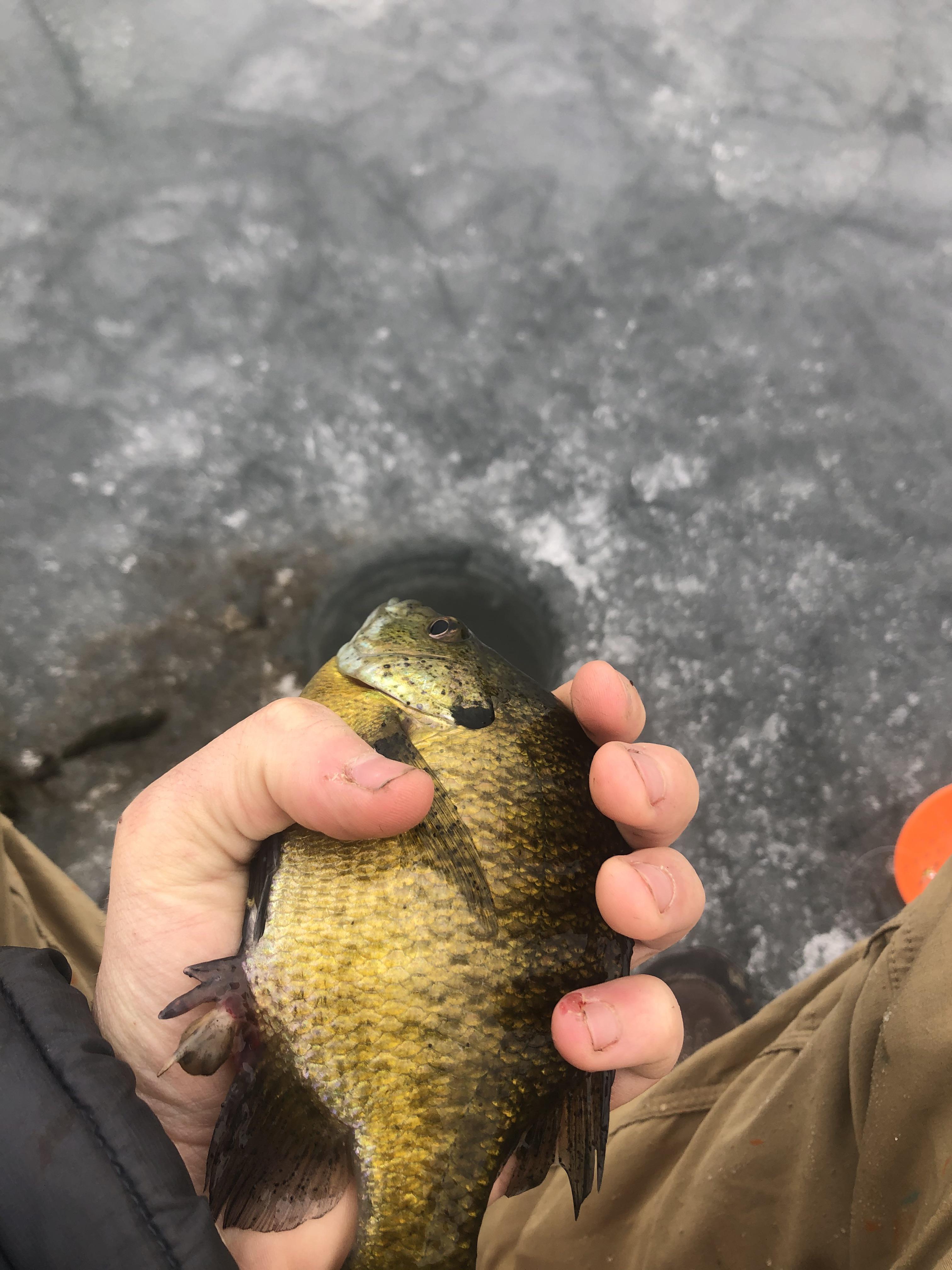 First fish through the ice | Scrolller