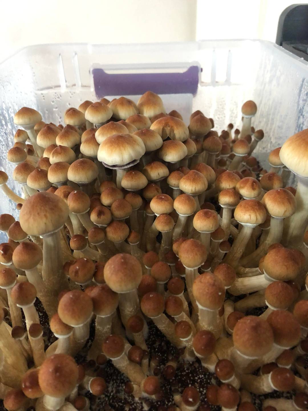 First flush almost ready for harvest!!!! | Scrolller