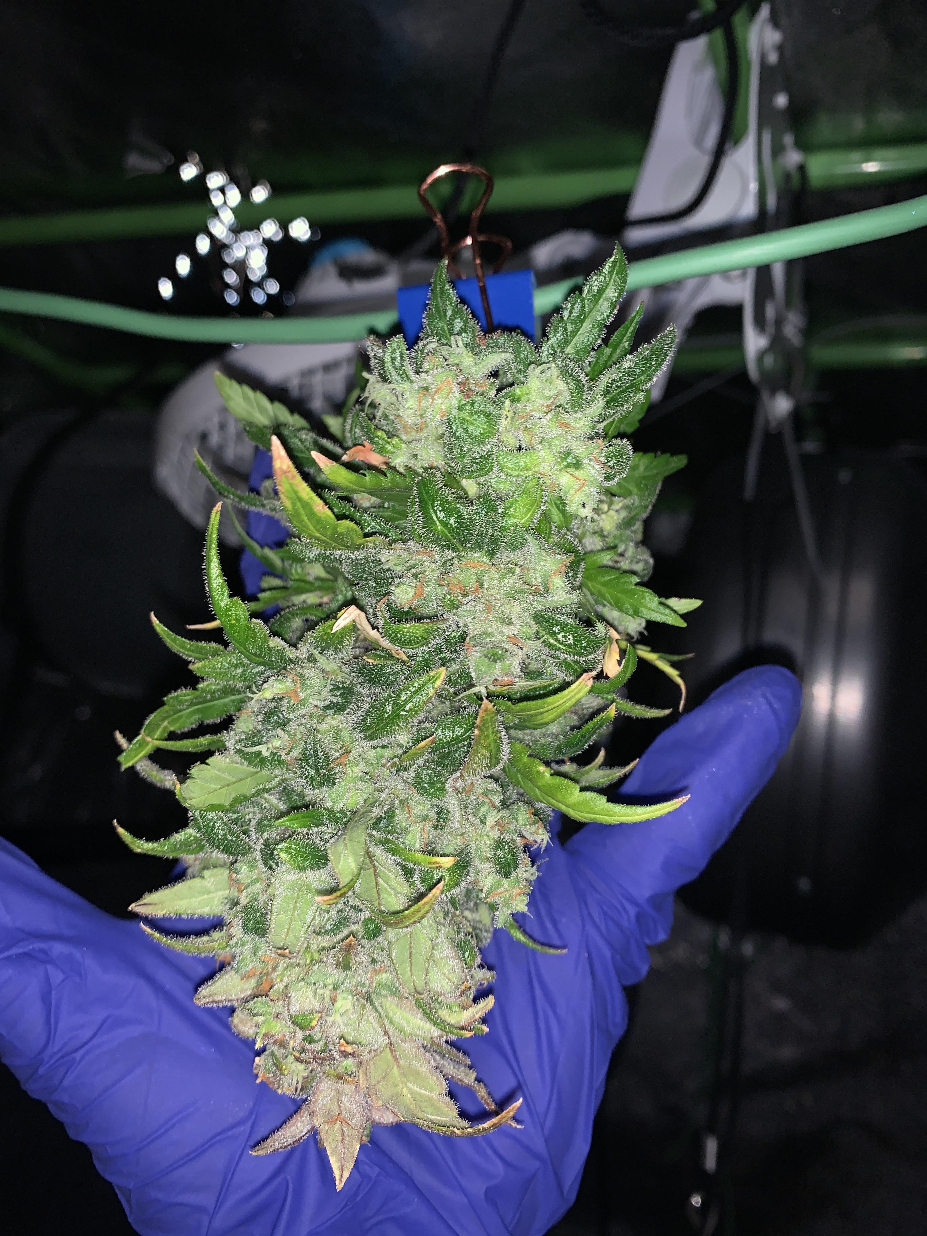 First Grow | Scrolller