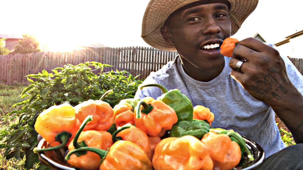 FIRST HABANERO PEPPER HARVEST | Scrolller