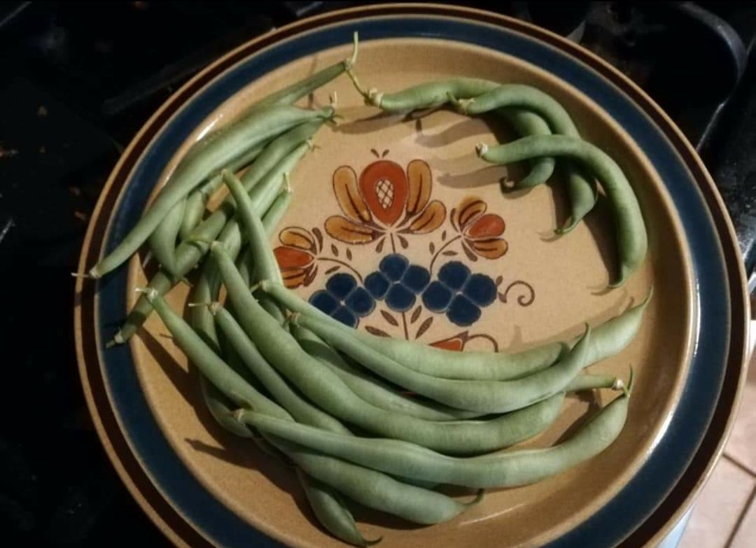 First harvest of green beans from 3 of my 50 plants! These are the 2nd sister in my 3 sister ...
