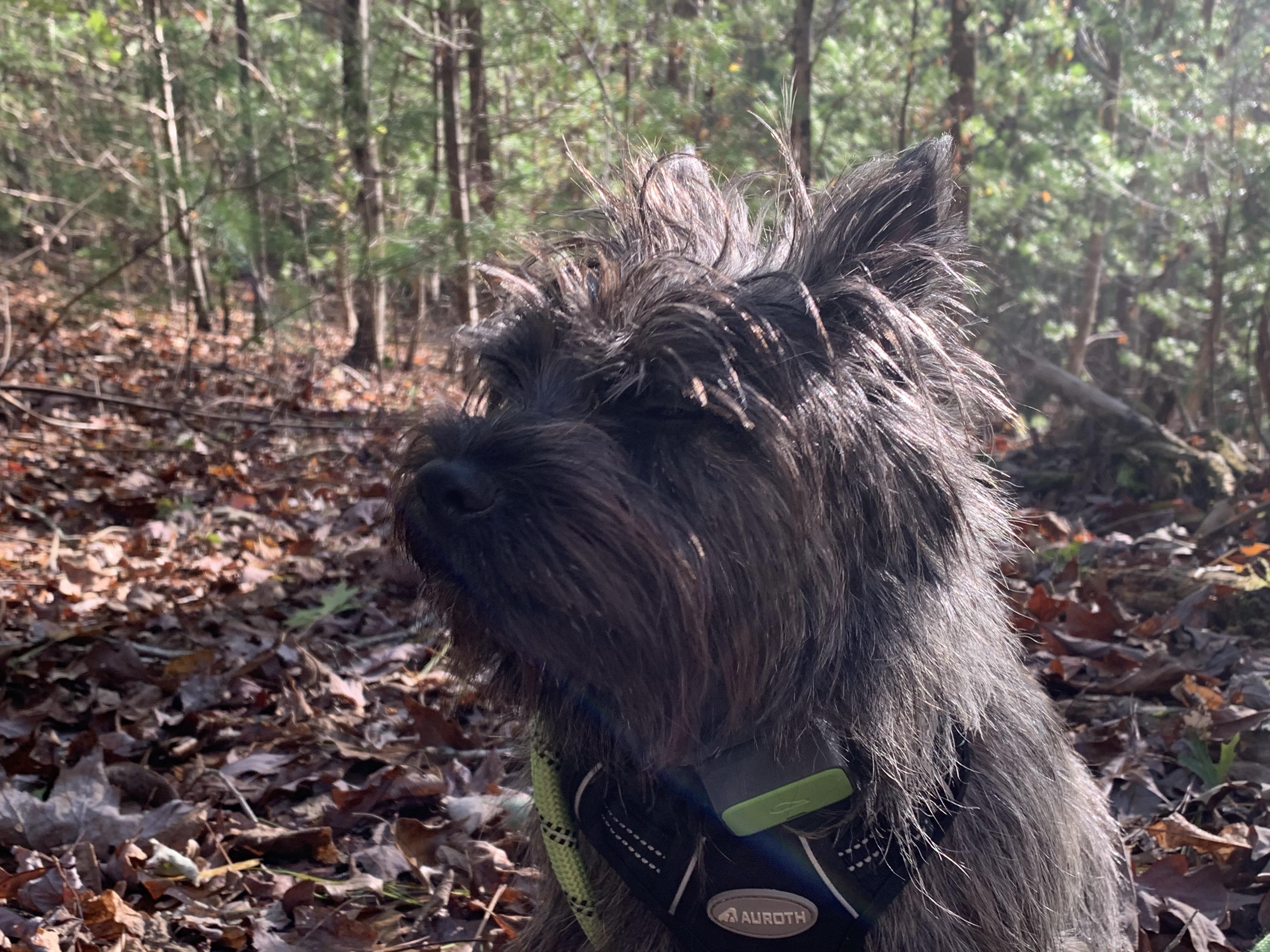 First hike in the woods of north Georgia. | Scrolller