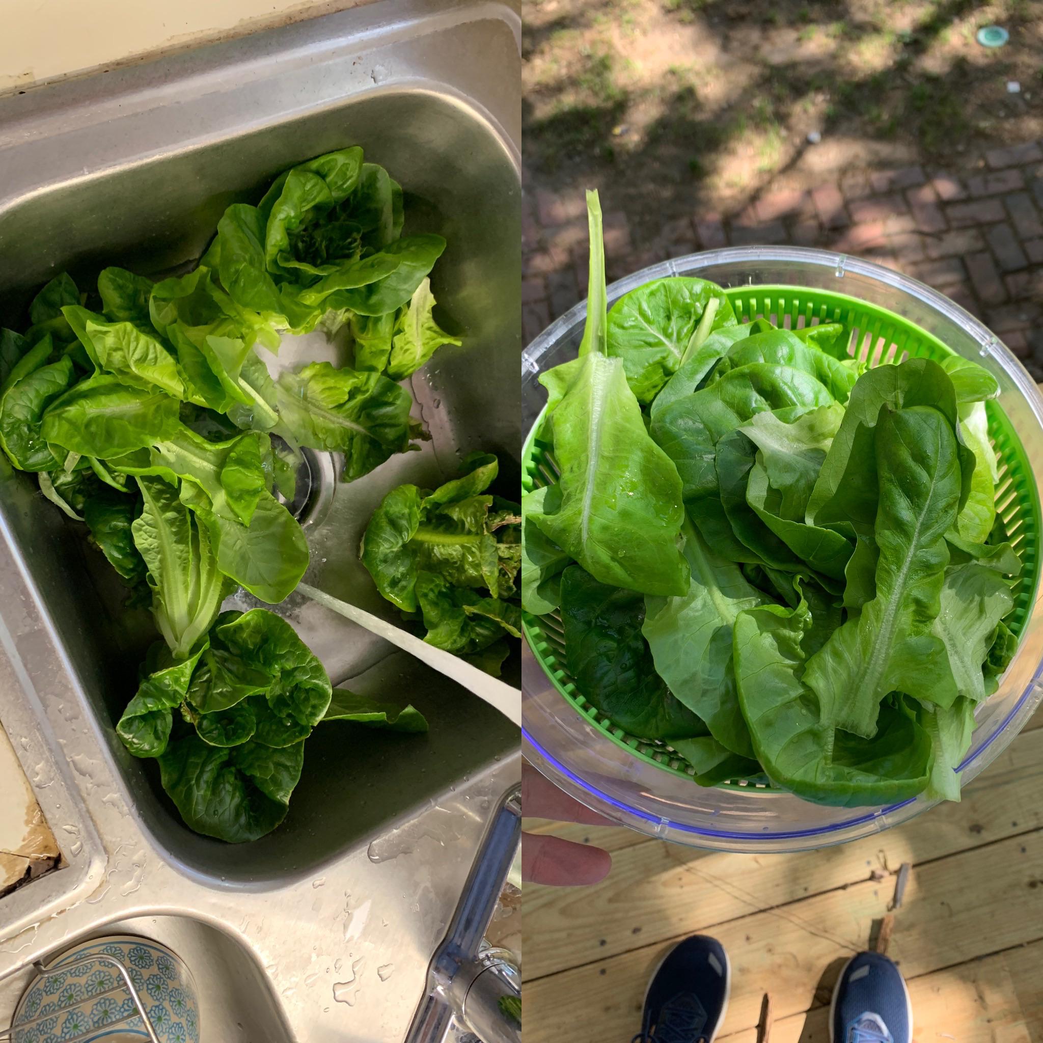 First lettuce harvest. So crisp! | Scrolller