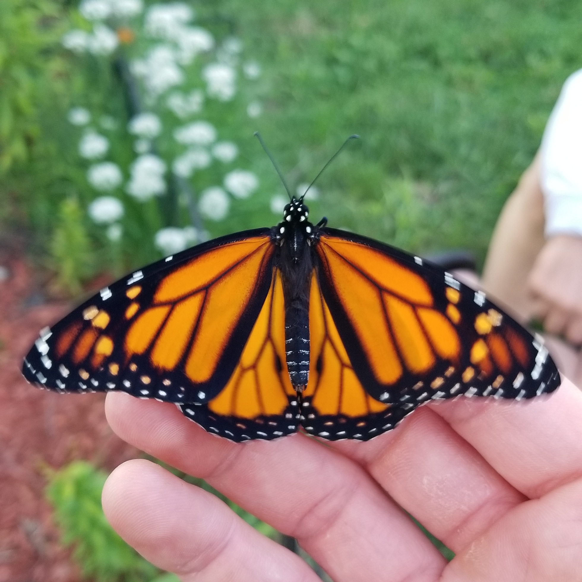 First Monarch was a success!! | Scrolller