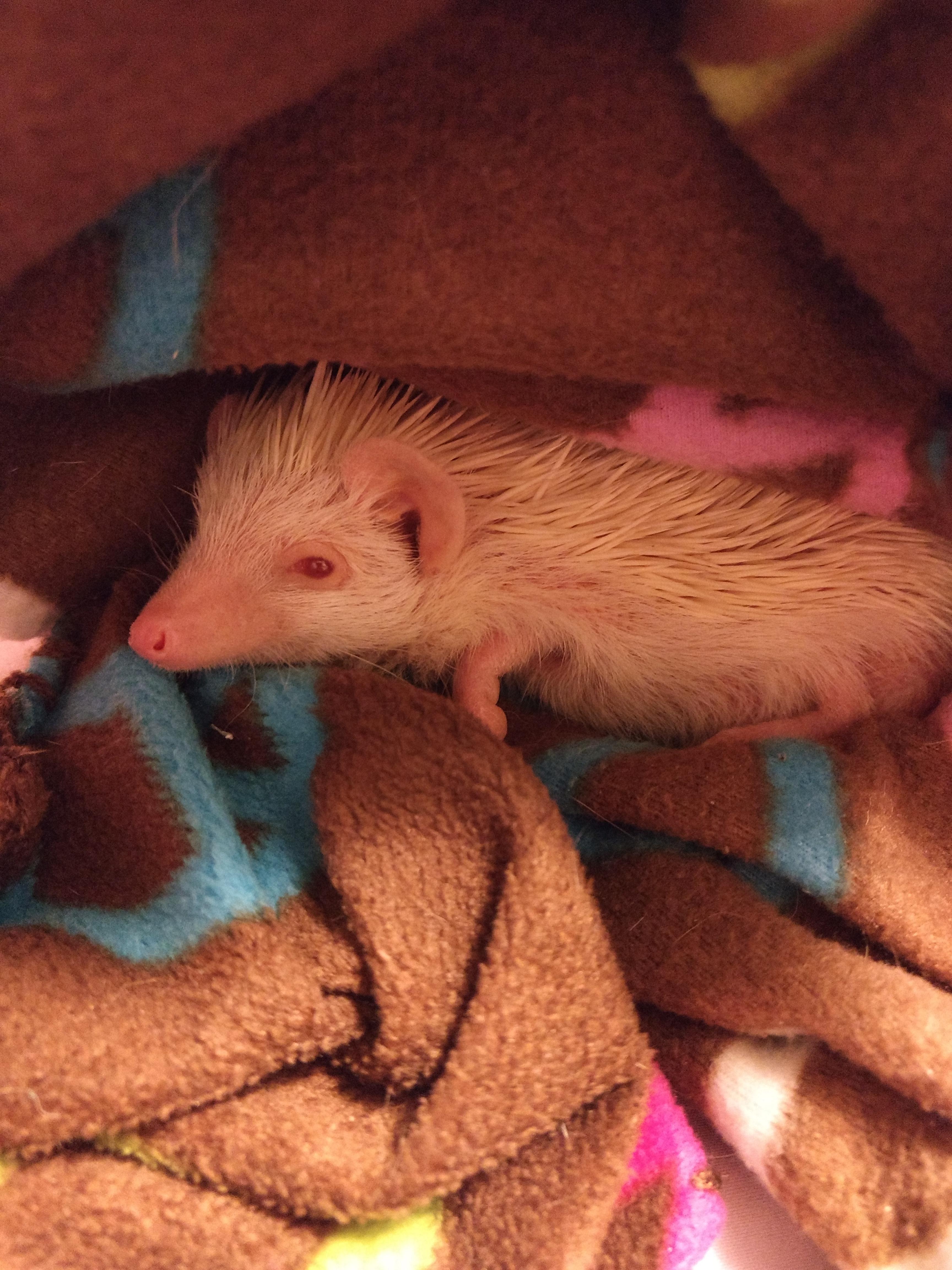 First nap outside of Quill's cage | Scrolller