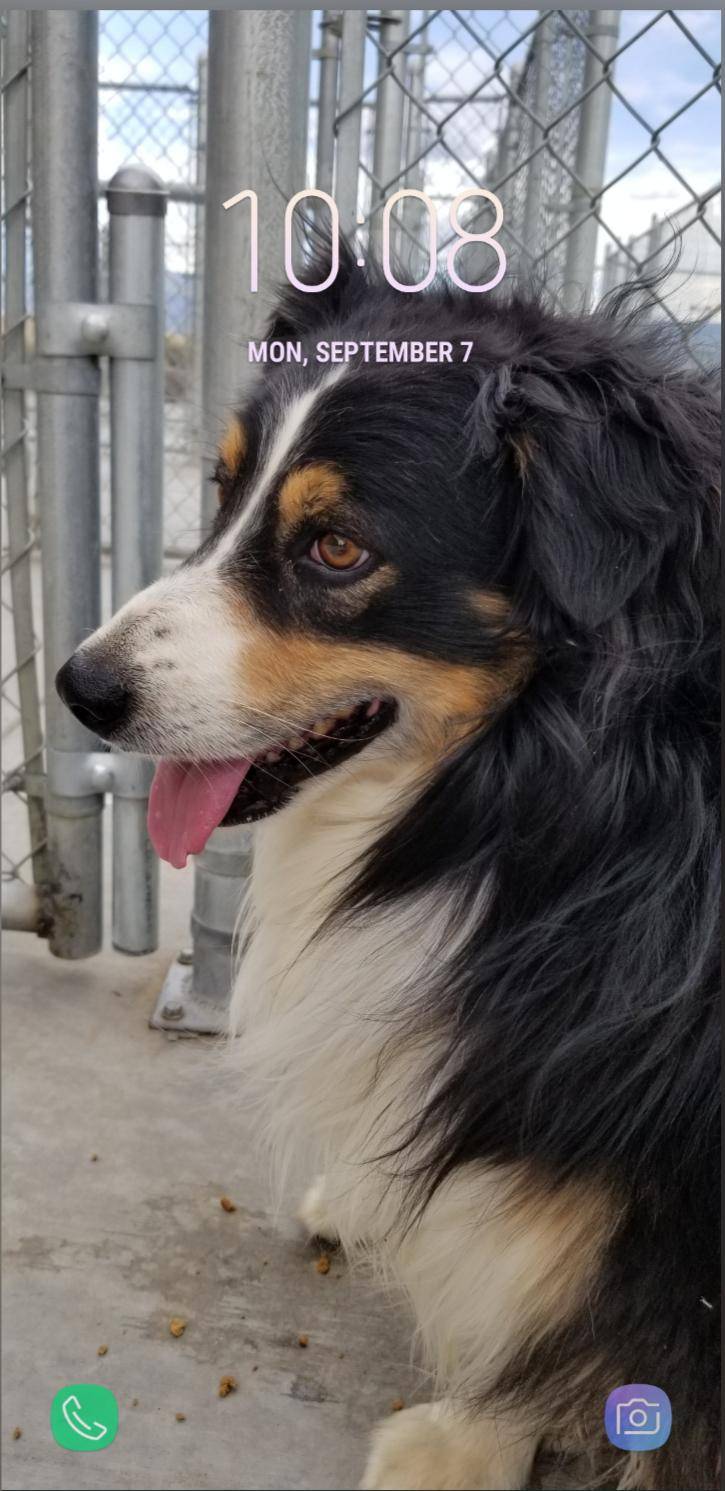 First Picture of a Good Boi | Scrolller