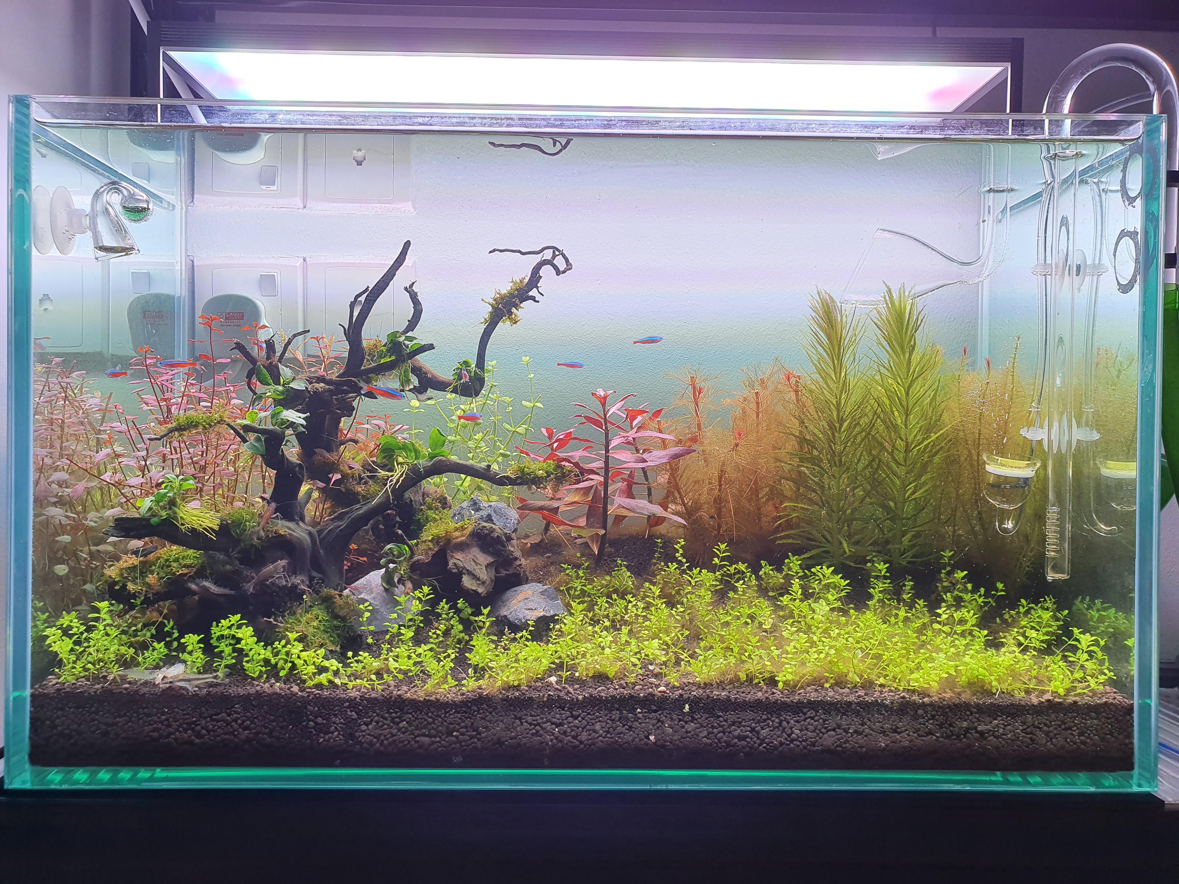 First Planted Tank ever! 😊 | Scrolller