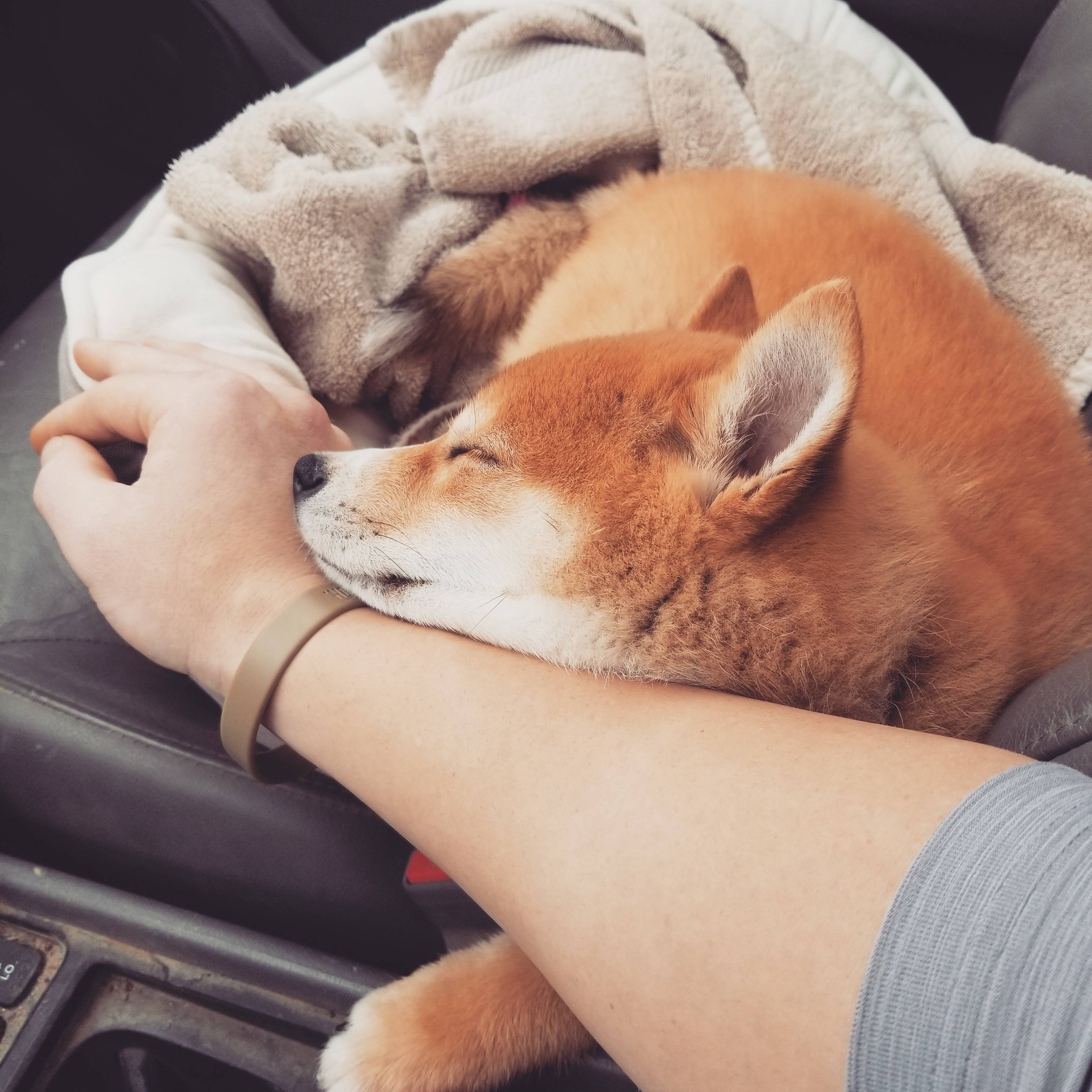 First post ever, just wanted to introduce this little guy! | Scrolller