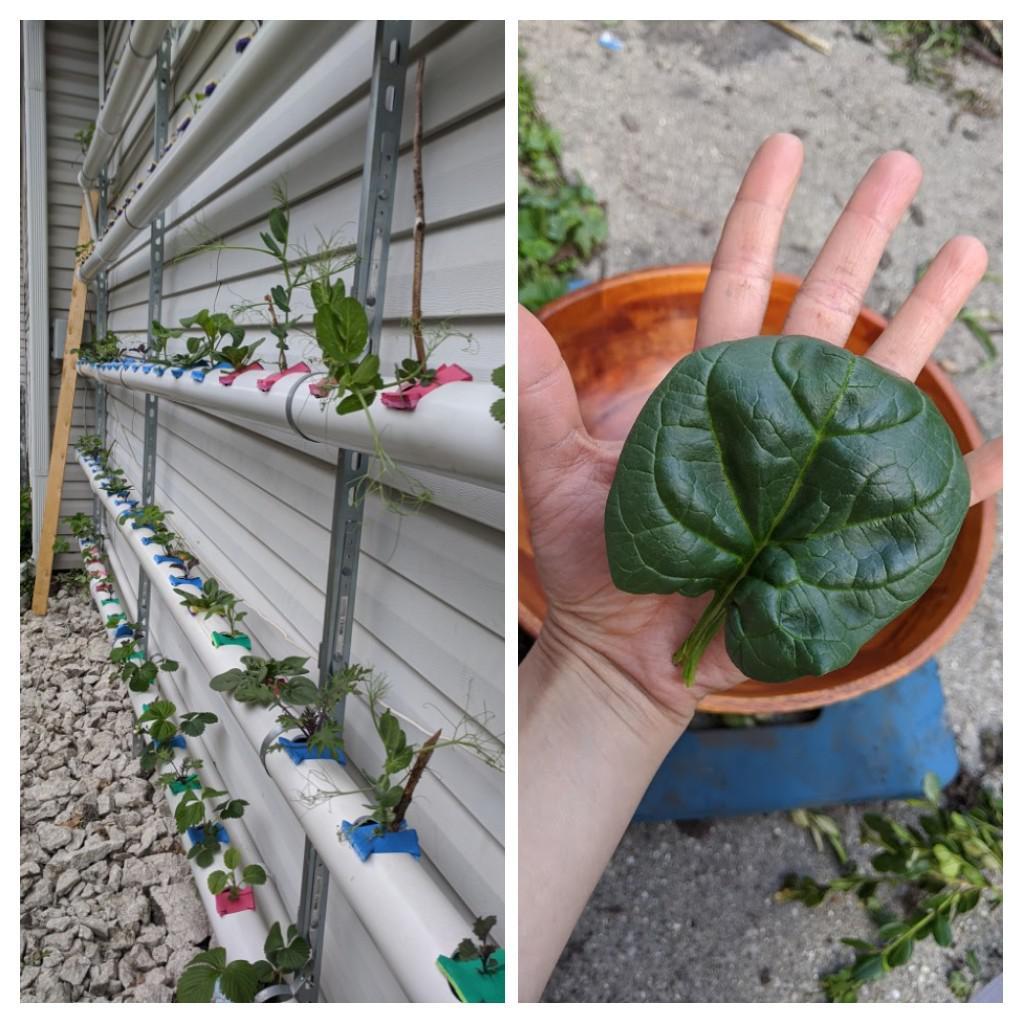 First spinach harvest of the season!! | Scrolller
