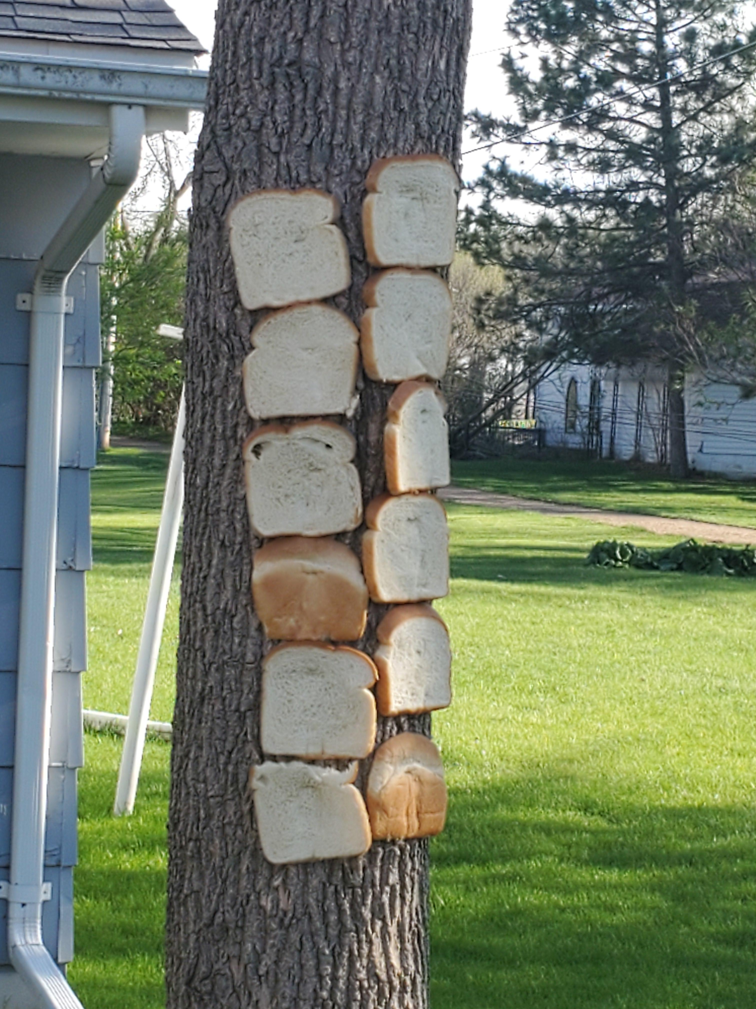 First staple, decided to go big | Scrolller
