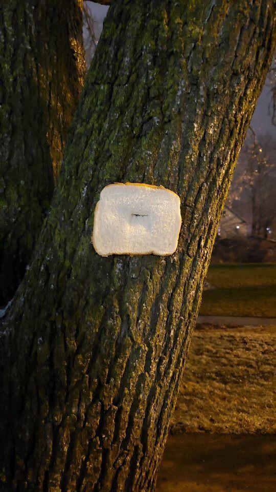First staple! White bread to mystery tree! | Scrolller