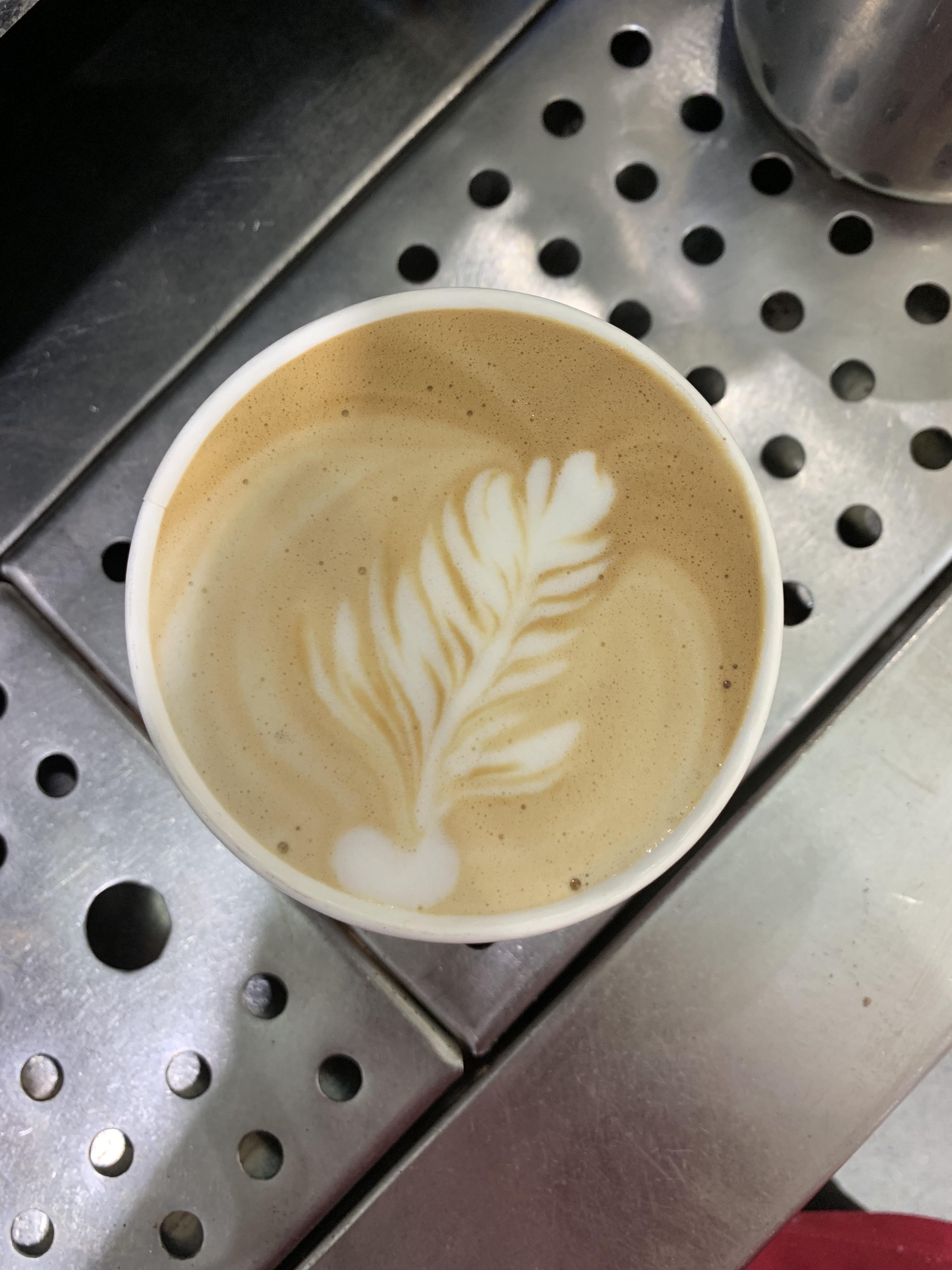 First successful (but messy) fern/rosetta! | Scrolller