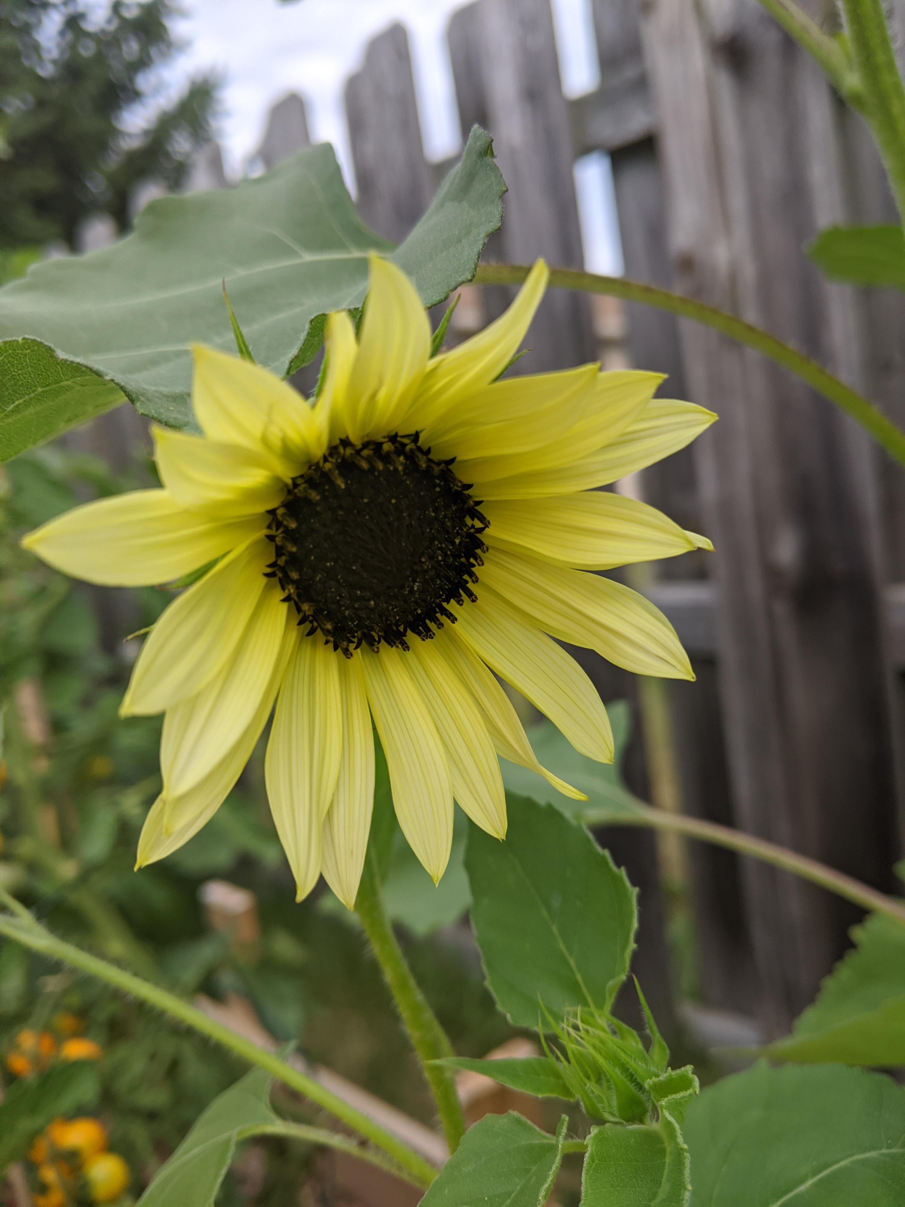 First sunflower of the season | Scrolller