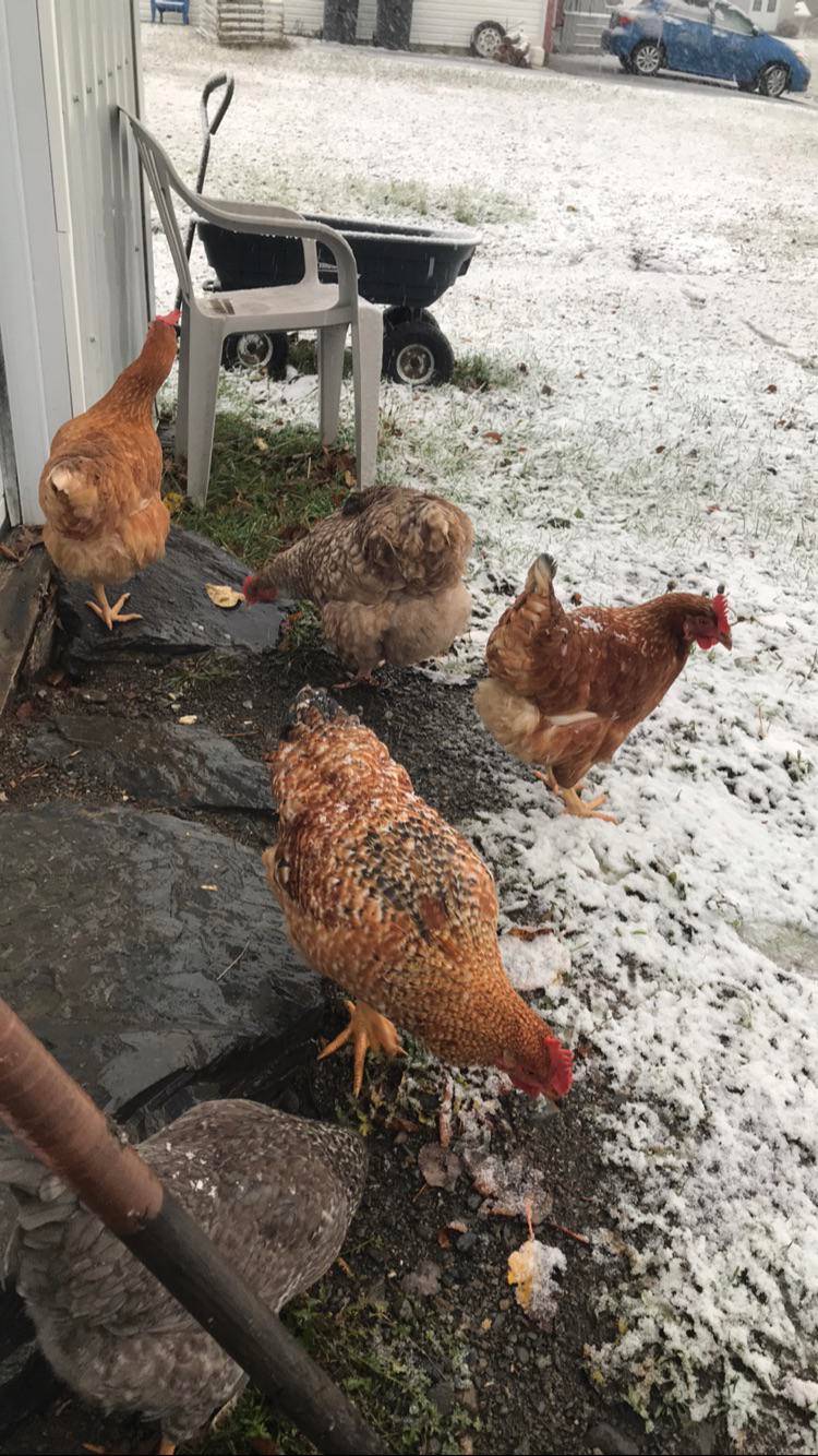 First time my chickens see snow. They aren’t quite fans of it | Scrolller