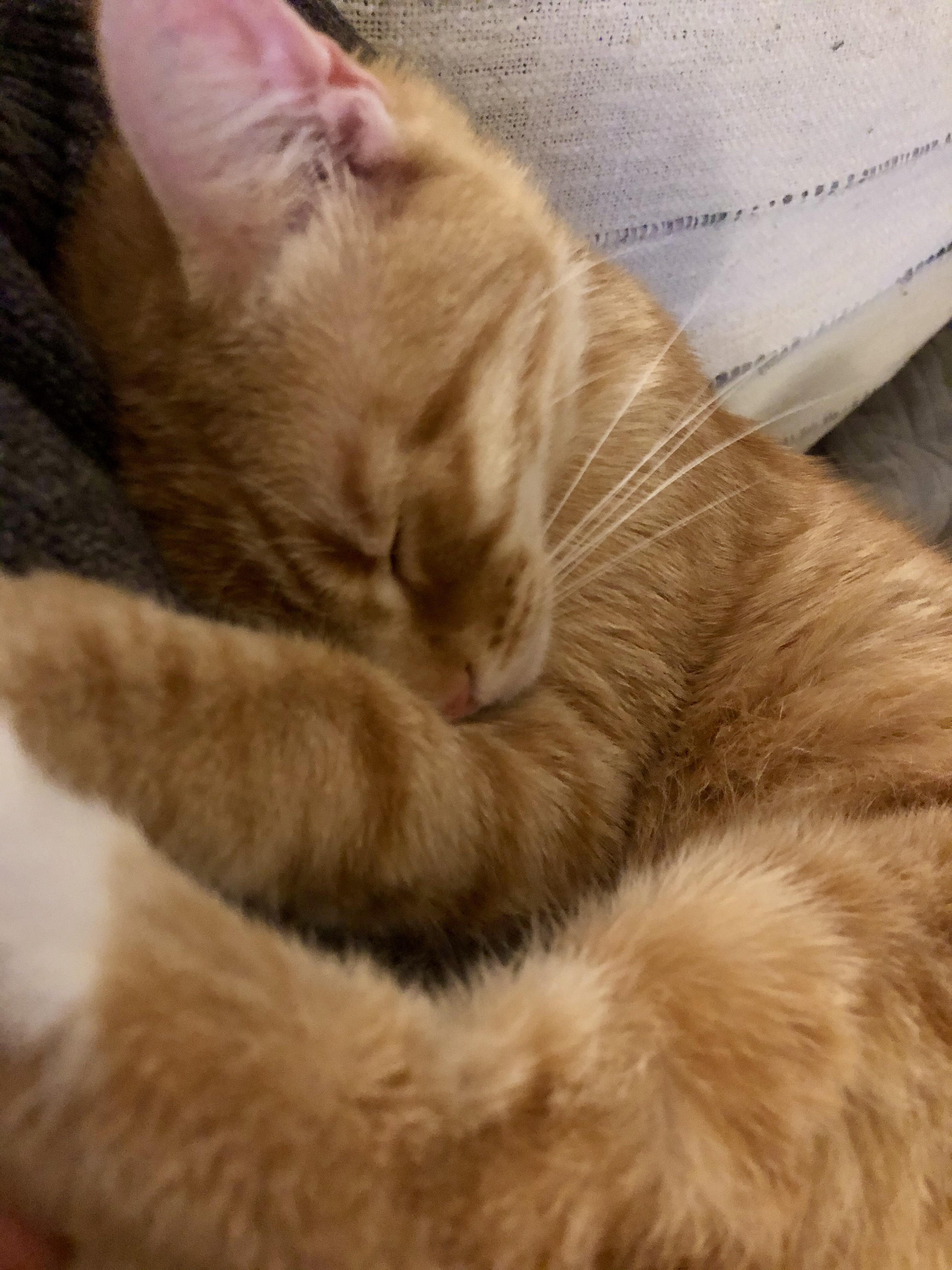 First Time New Kitty Has Fallen Asleep On Me Scrolller