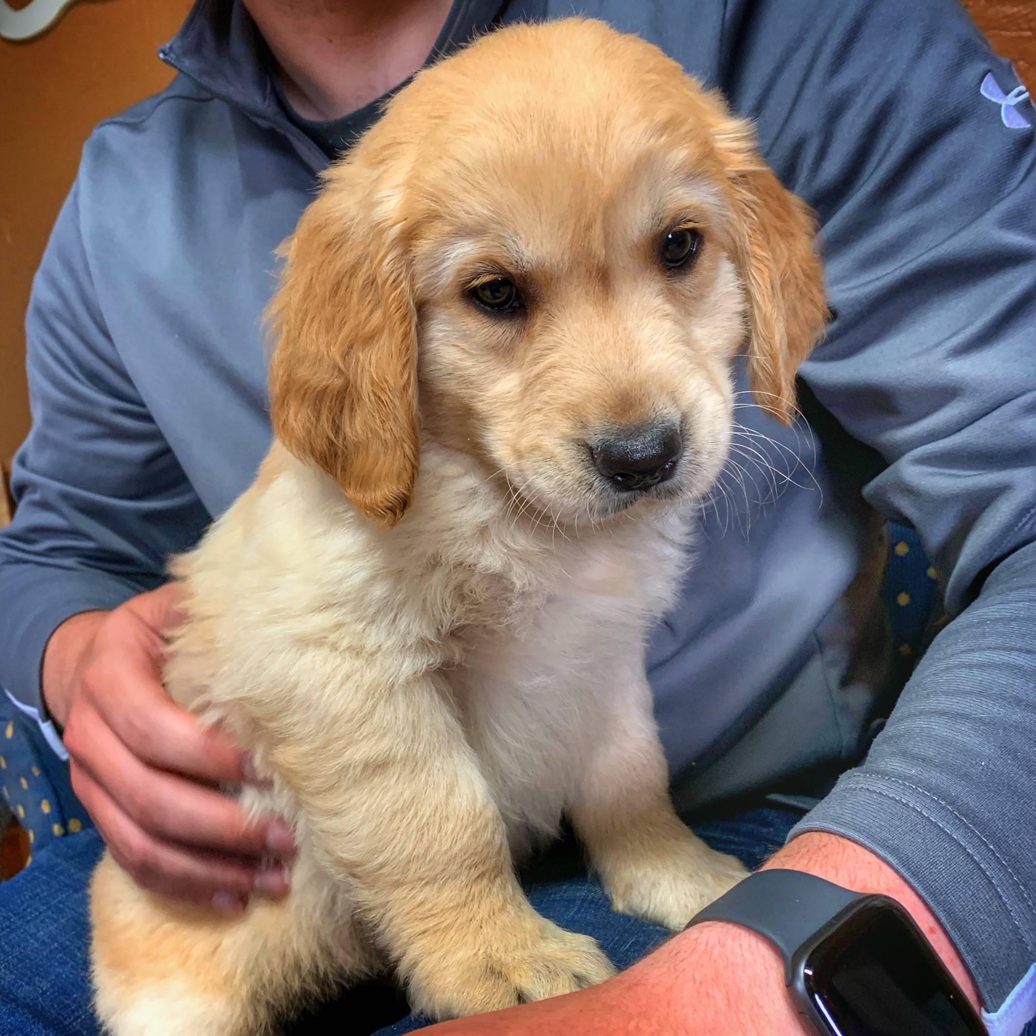 First time poster and first time owner of a Golden Retriever! Meet Leo! | Scrolller