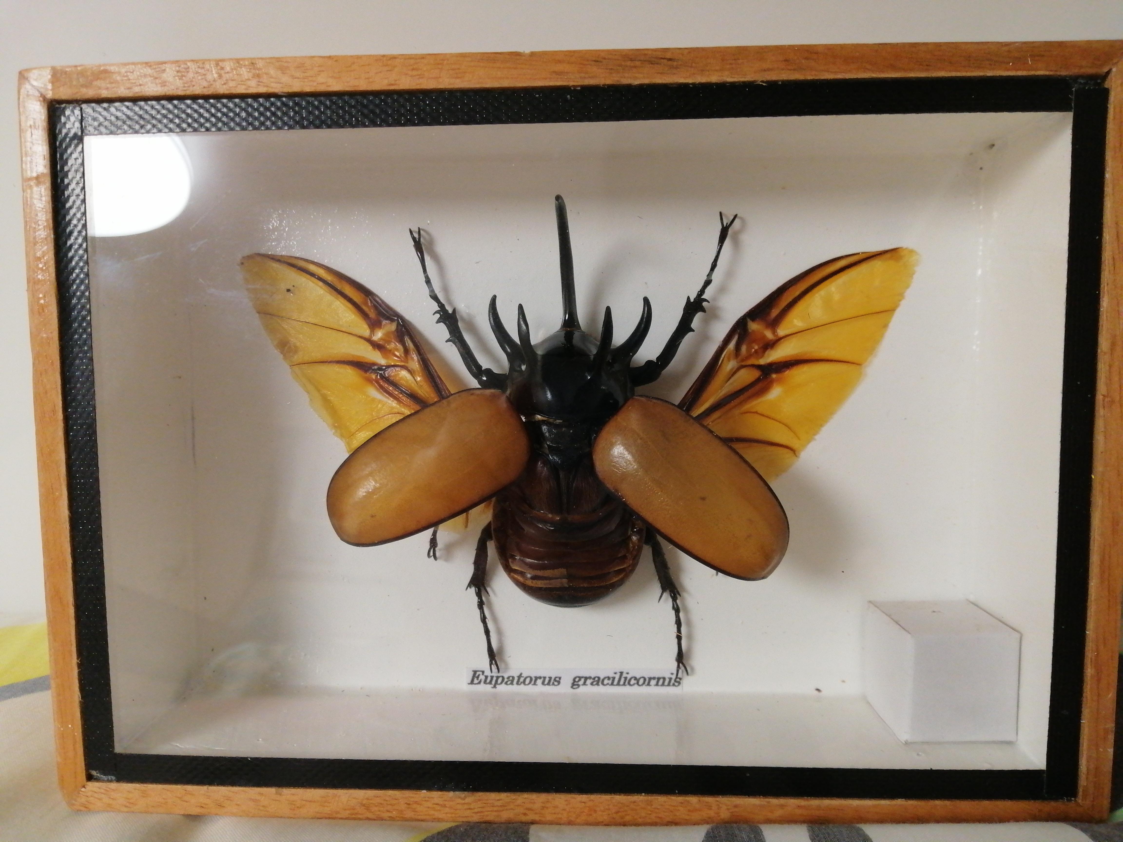 Five horn beetle specimen | Scrolller