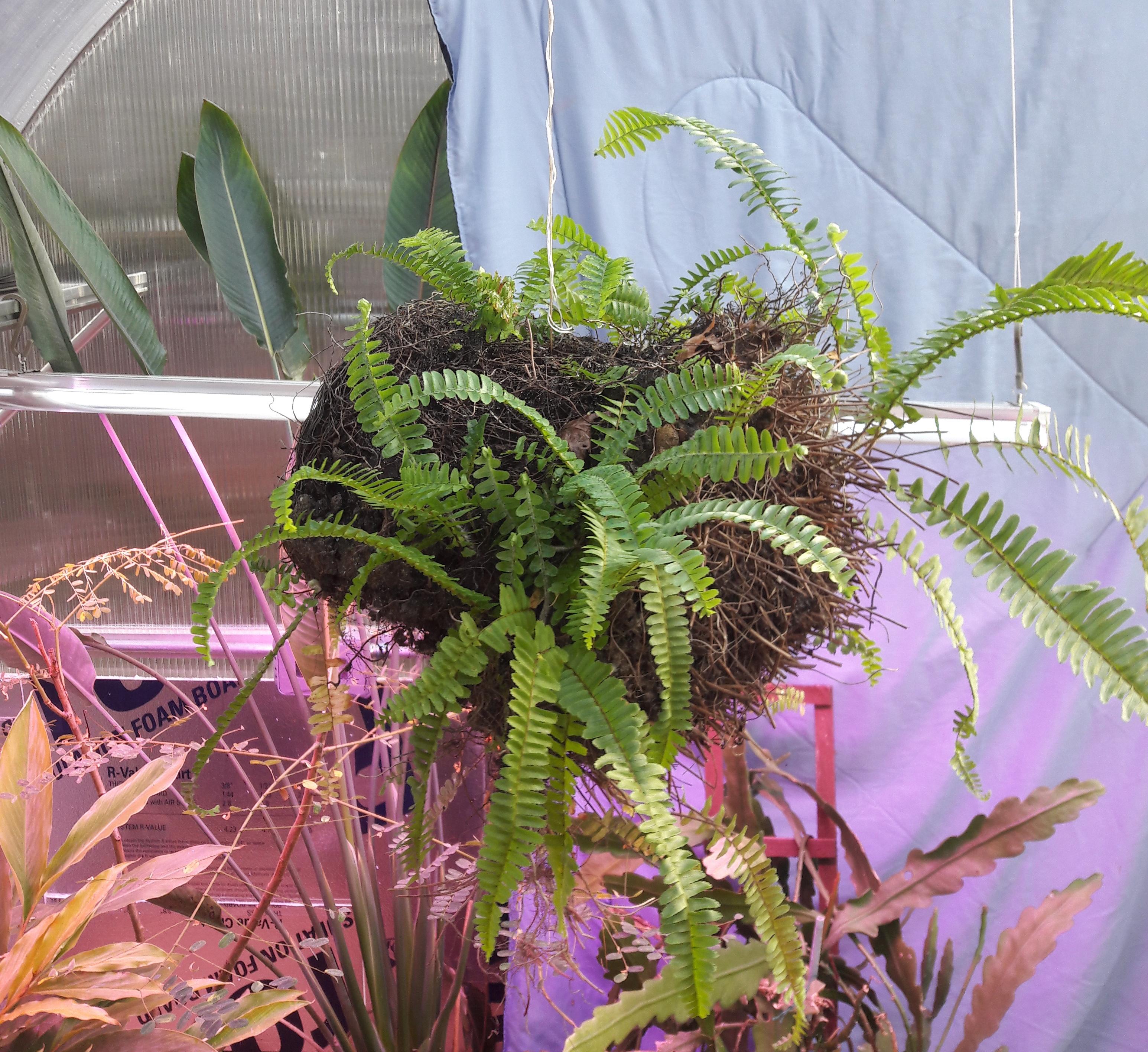 Floating Fern | Scrolller