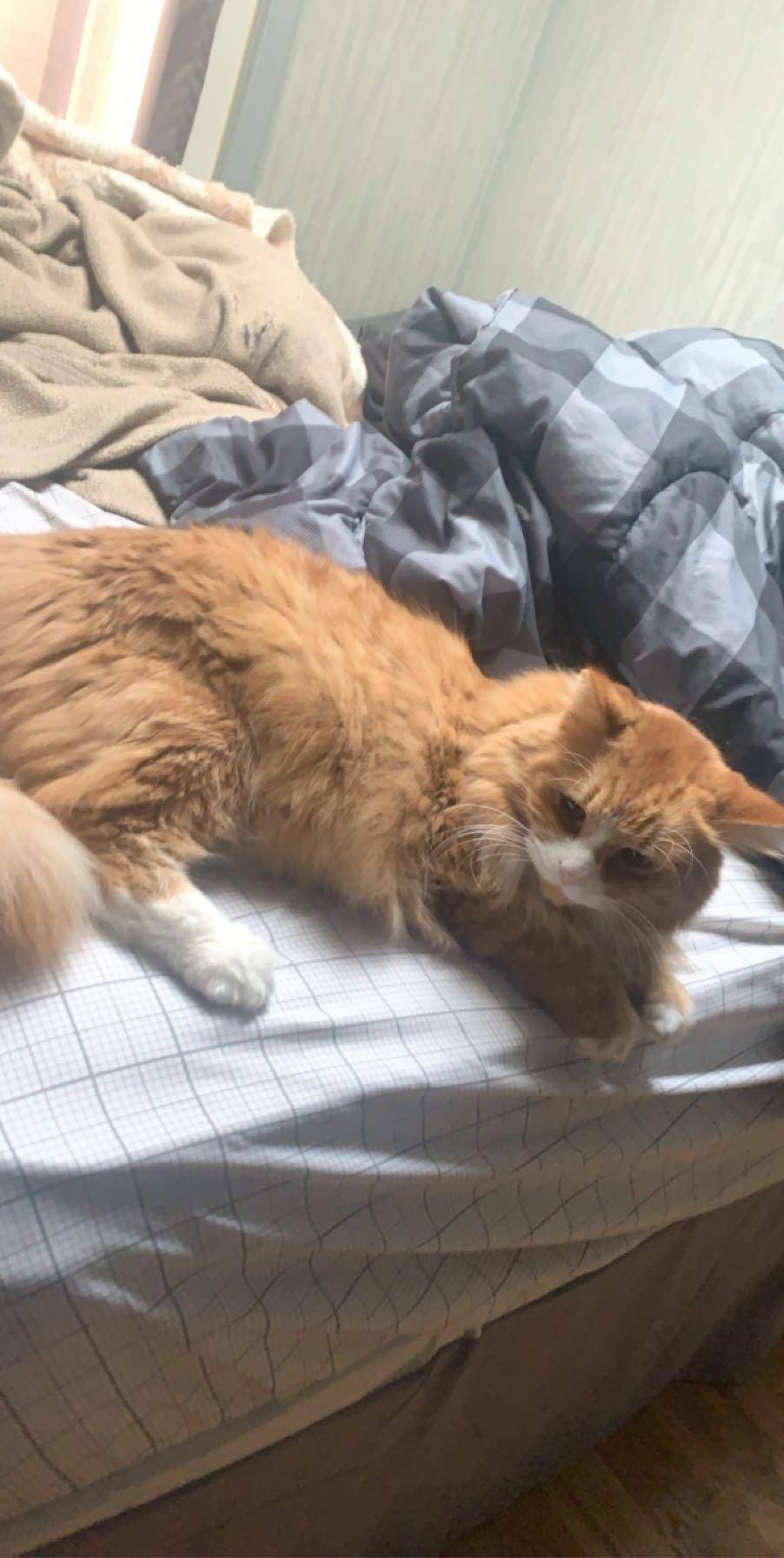 Floofy boi | Scrolller