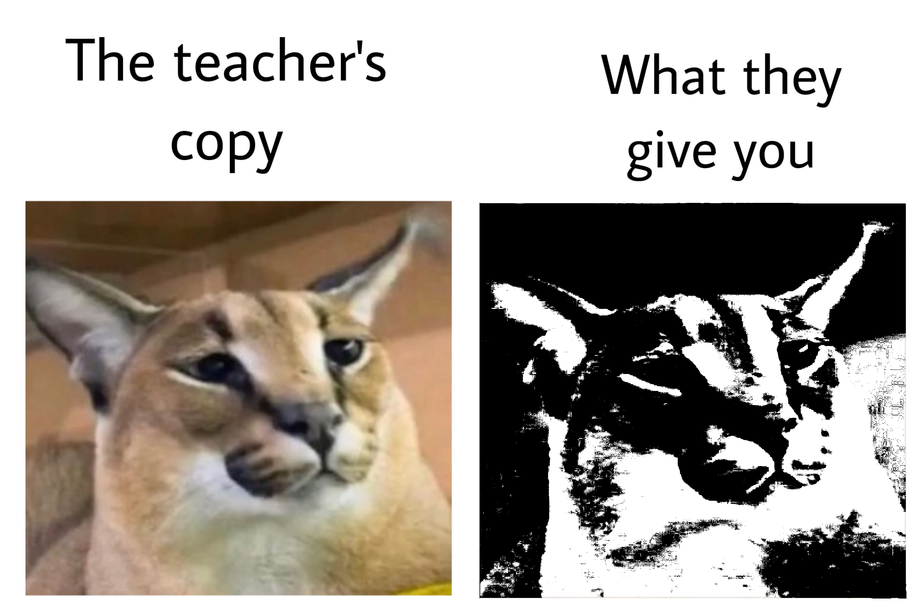 Floppa Exam | Scrolller