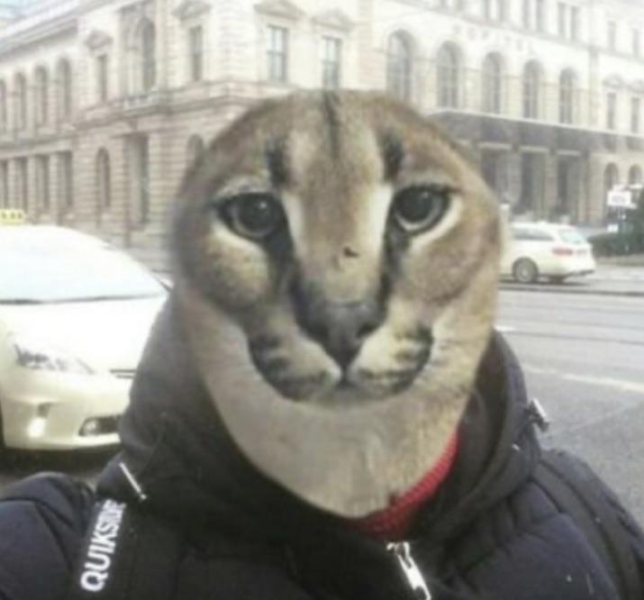 Floppa in his less powerful human form. | Scrolller